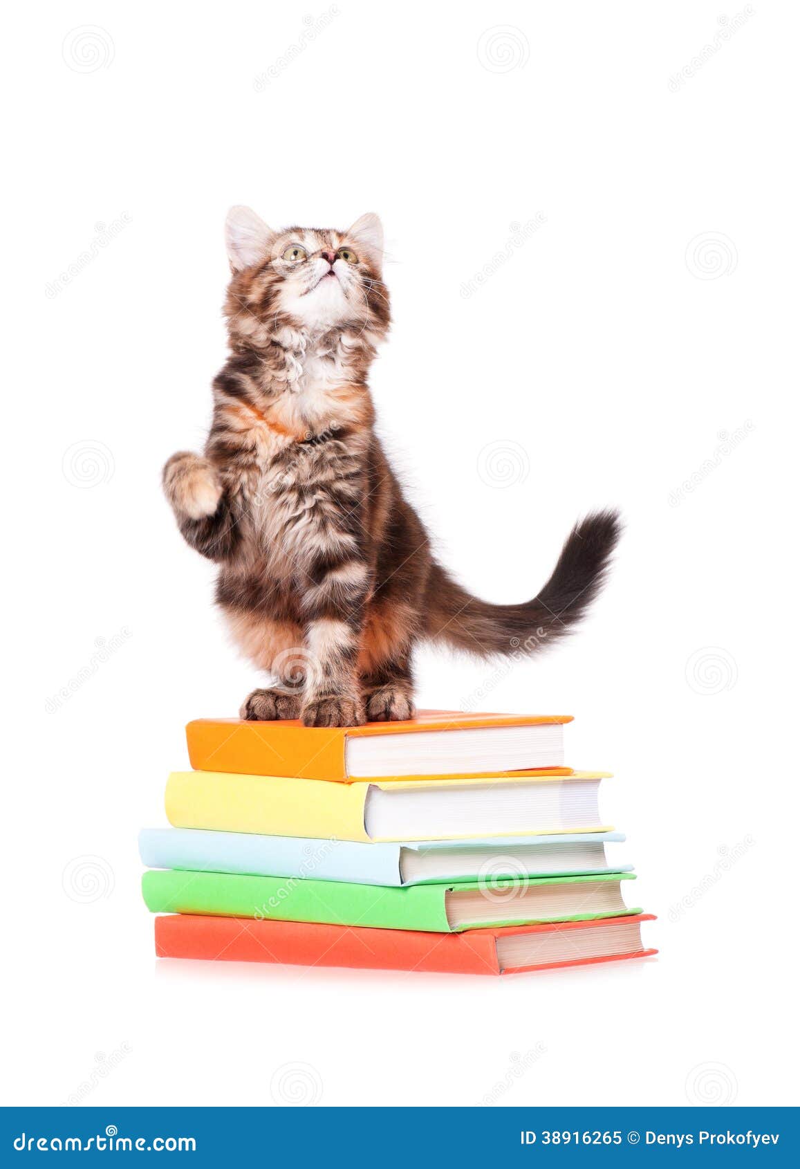 Gatito con los libros imagen de archivo. Imagen de curioso - 38916265