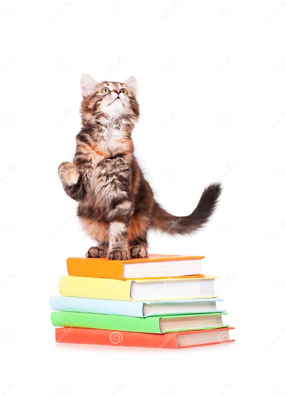 Gatito con los libros imagen de archivo. Imagen de curioso - 38916265