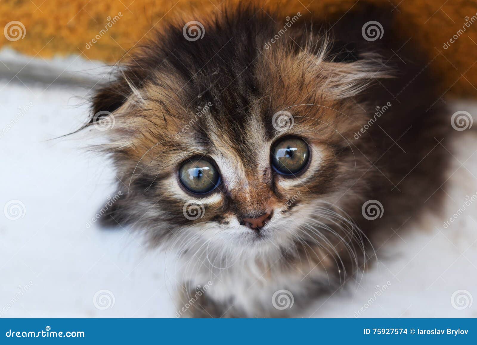 Gatito Con Los Ojos Grandes Foto de archivo - Imagen de purebred, gato ...