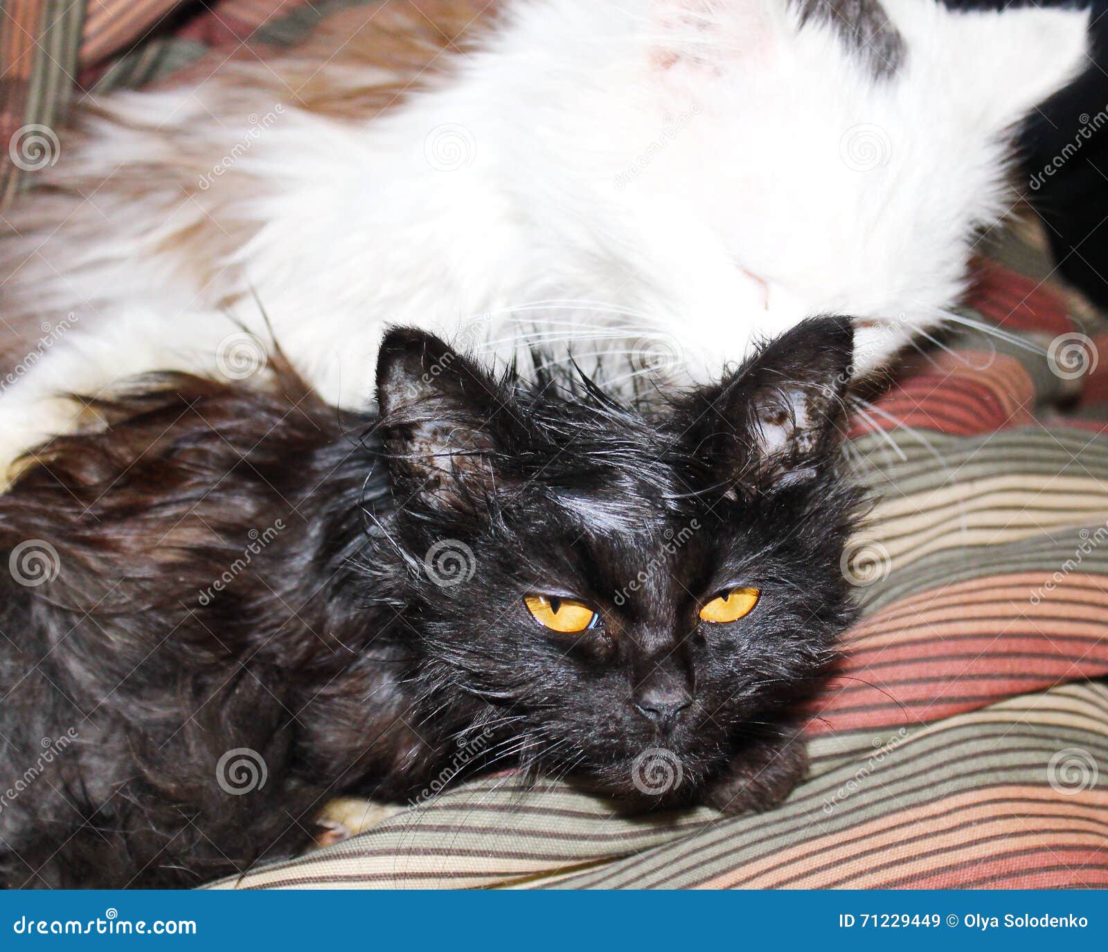 Gatito De Los Wahs Del Gato Imagen de archivo - Imagen de doméstico ...