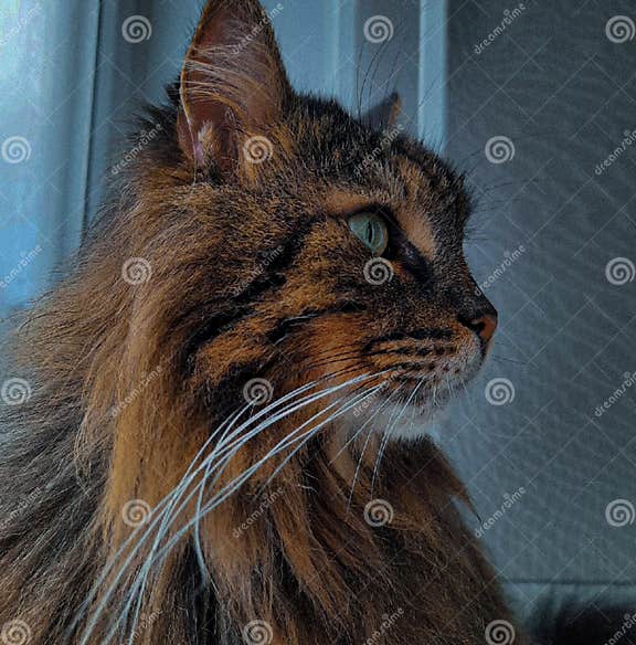 Gatito de ojo de gato foto de archivo. Imagen de salvaje - 257182550