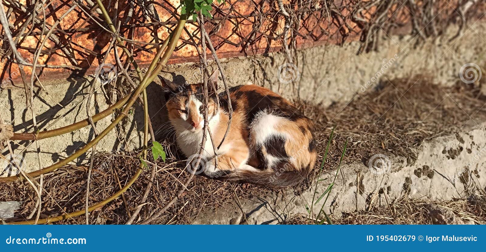 Gatito de sol imagen de archivo. Imagen de sunbath, bronceado - 195402679