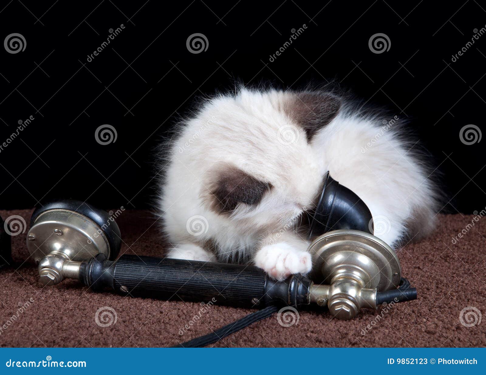 Gatito en el teléfono imagen de archivo. Imagen de gatos - 9852123