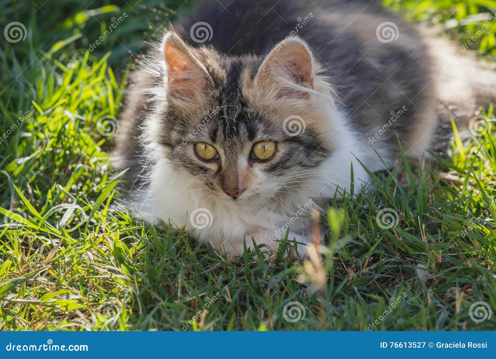 Gatito en hierba verde imagen de archivo. Imagen de hierba - 76613527