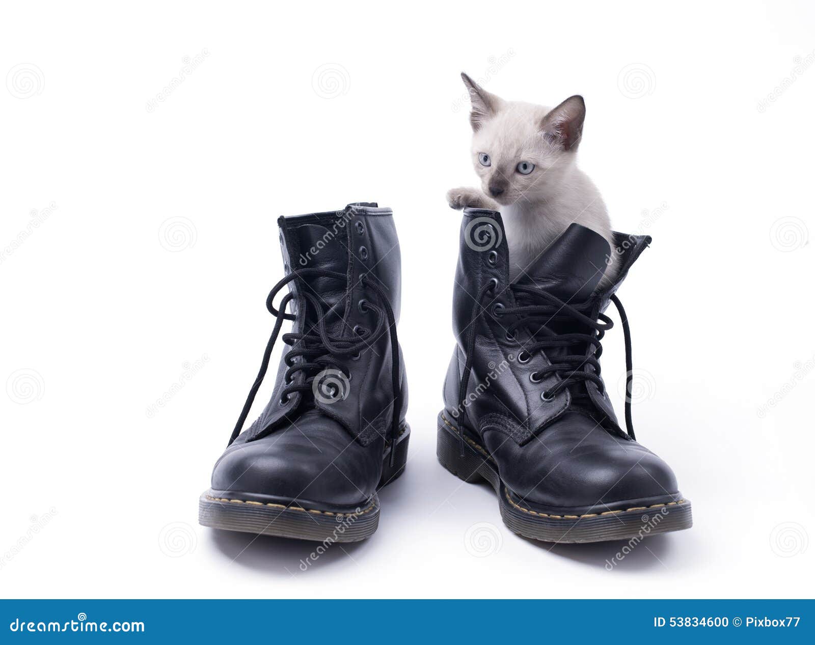 Gatito En La Bota Aislada En Blanco Foto de archivo - Imagen de ...