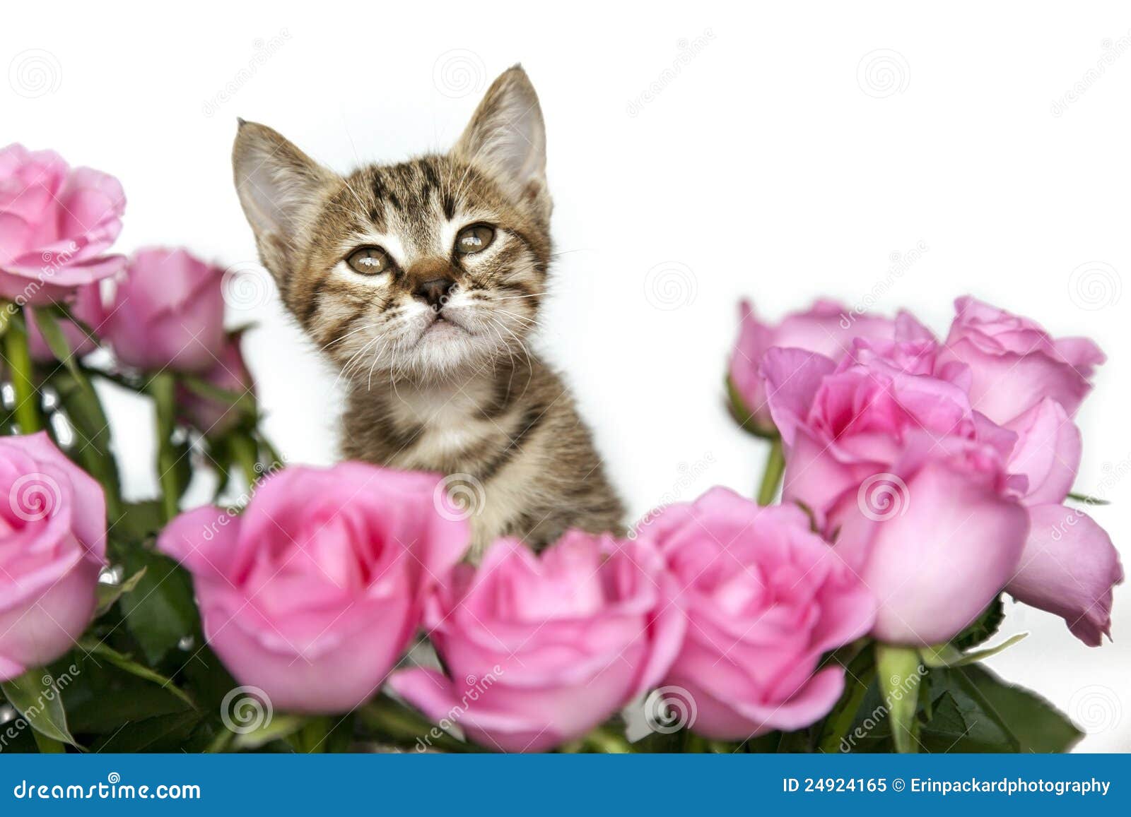 Gatito en rosas rosadas imagen de archivo. Imagen de flores - 24924165