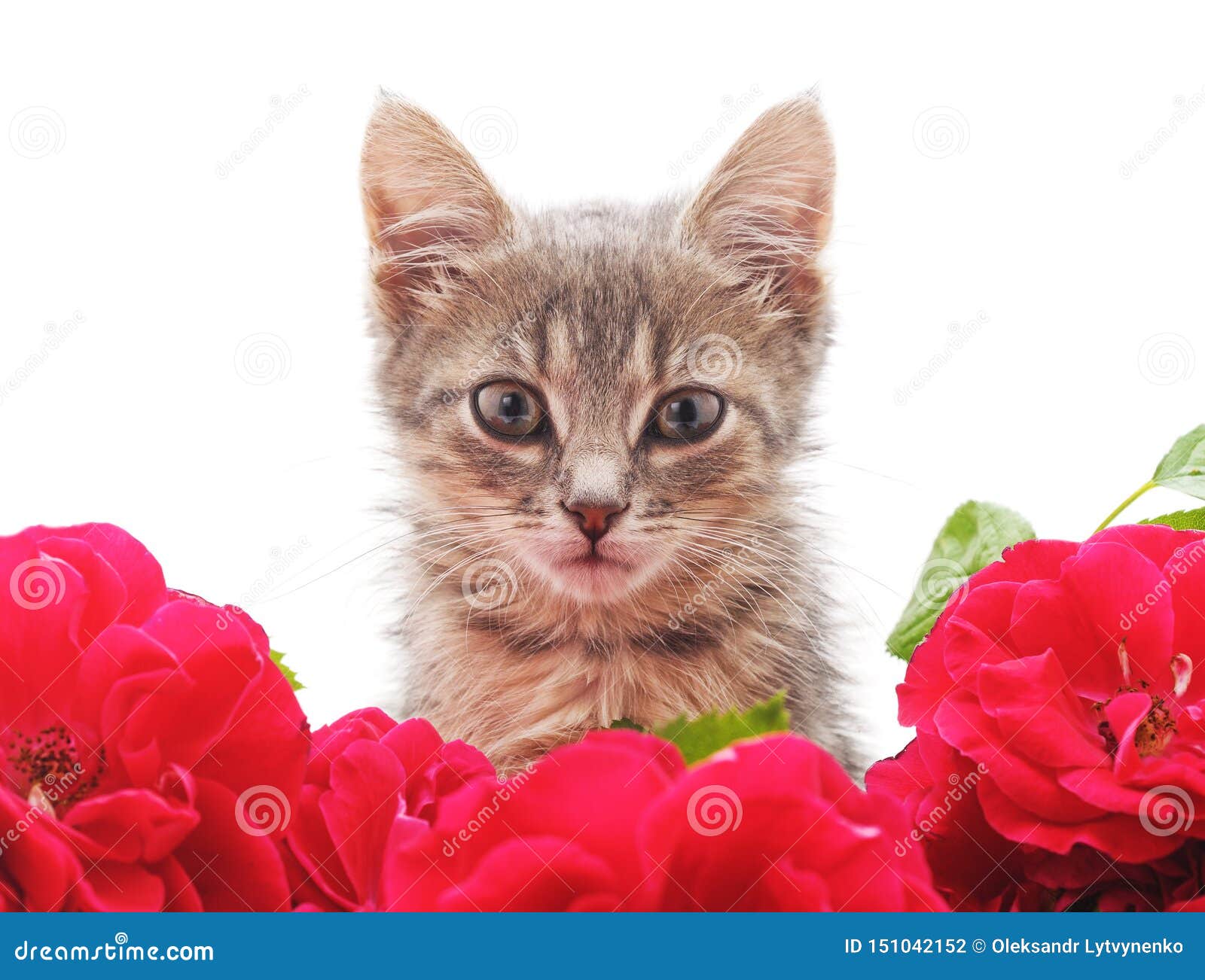 Gatito en rosas foto de archivo. Imagen de pueda, grupo - 151042152