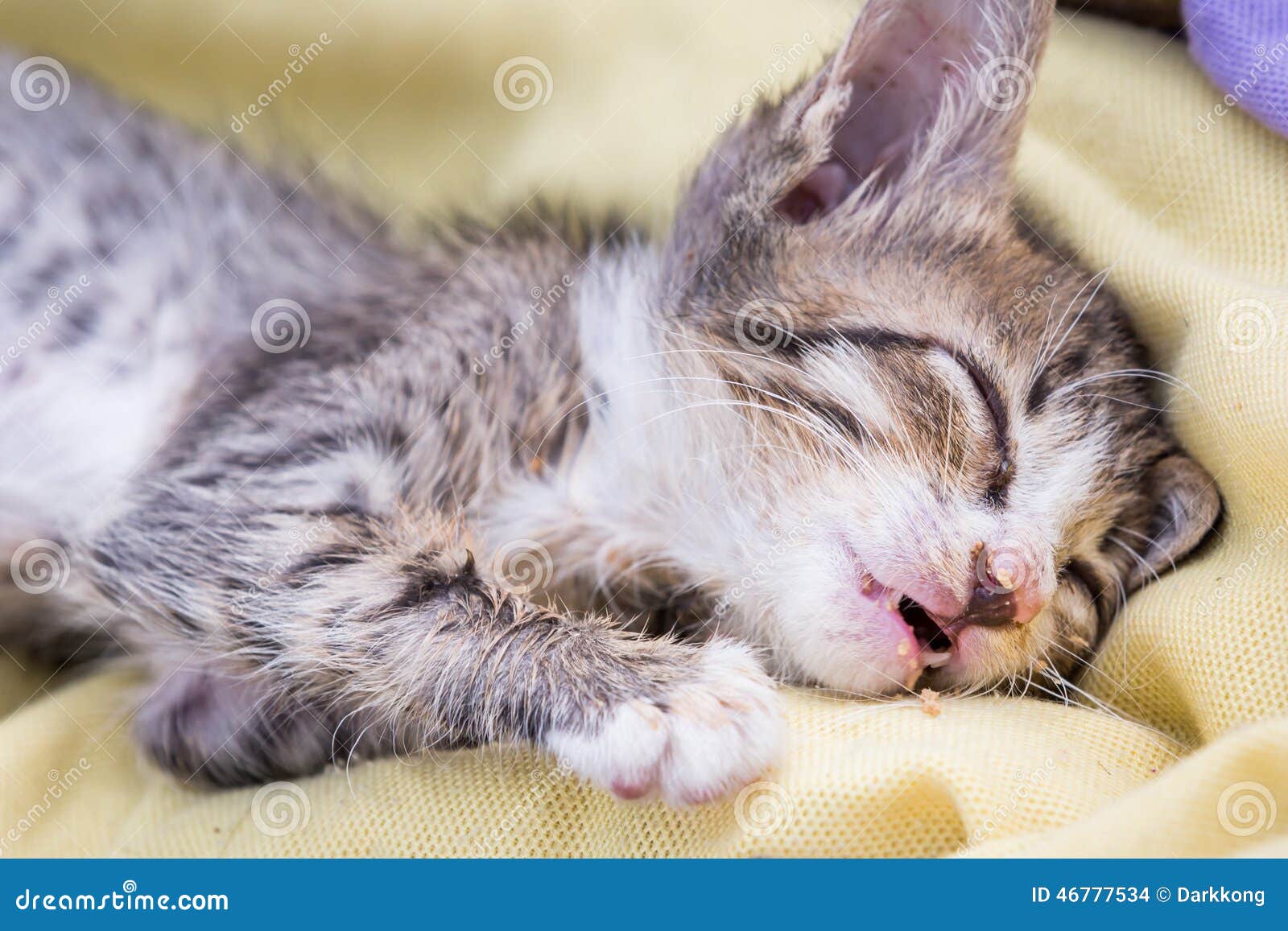 Gatito enfermo foto de archivo. Imagen de droga, cama - 46777534