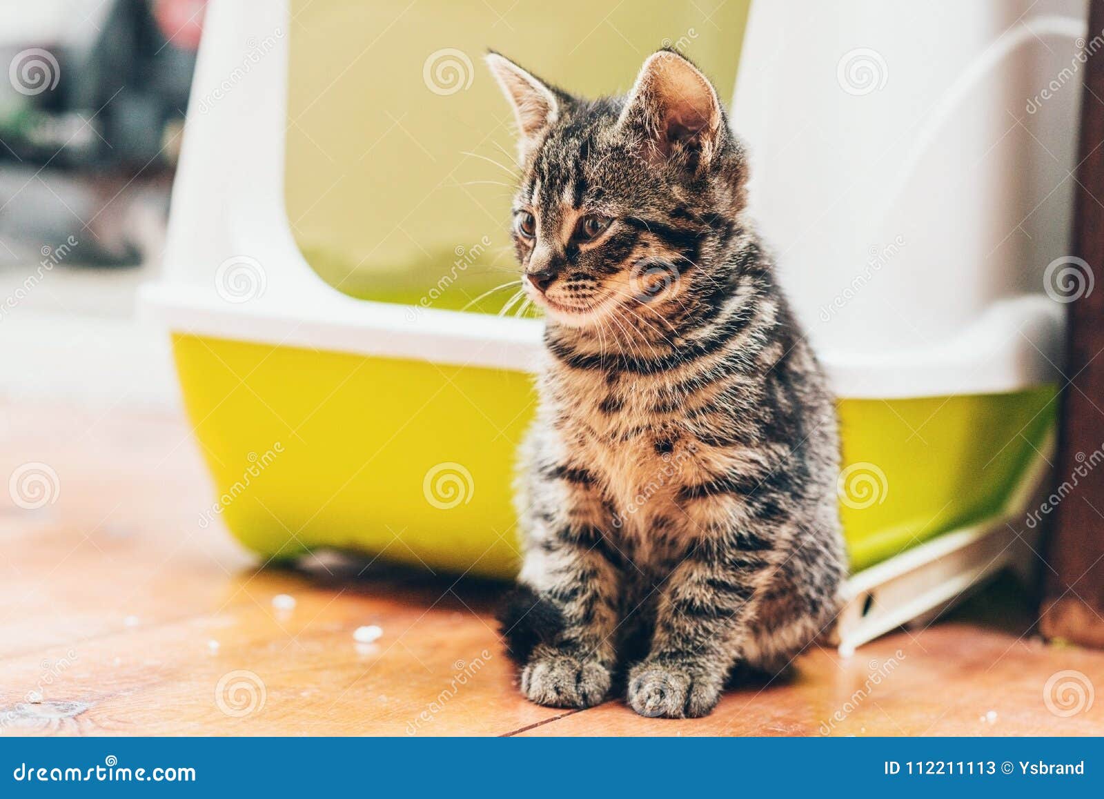 Gatito Gris Rayado Lindo Del Gato Atigrado Imagen de archivo - Imagen ...