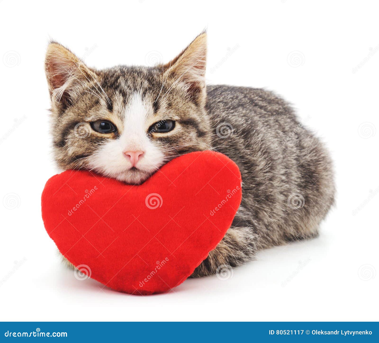 Gatito gris y corazón rojo imagen de archivo. Imagen de vacaciones ...