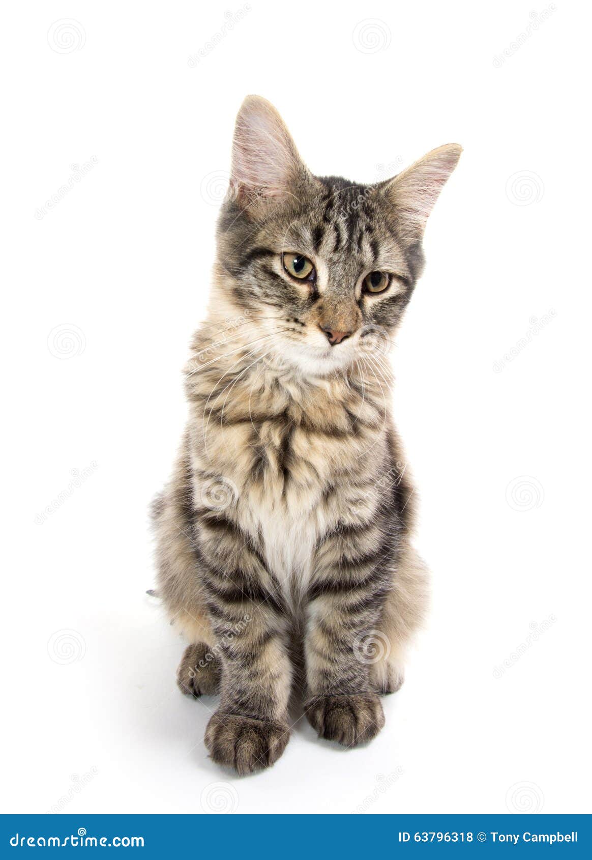 Gatito Lindo Del Tabby En Blanco Foto de archivo - Imagen de lindo ...