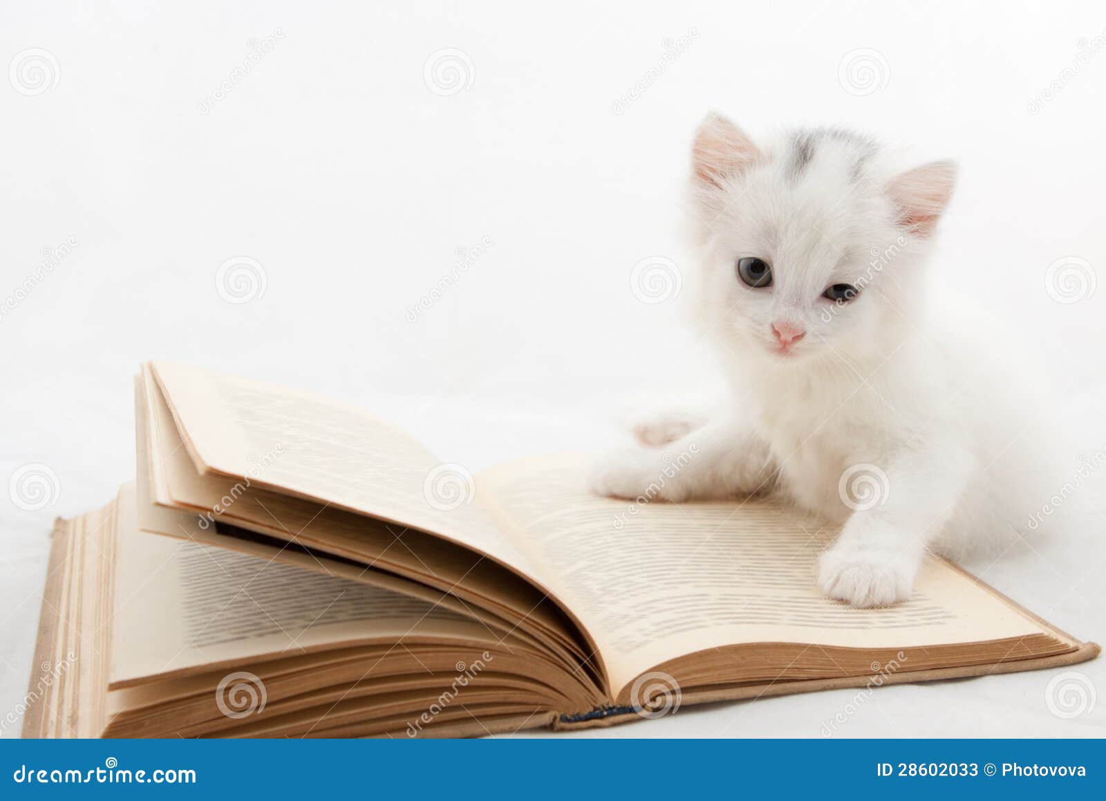 Gatito Lindo Que Miente En El Libro Viejo Imagen de archivo - Imagen de ...