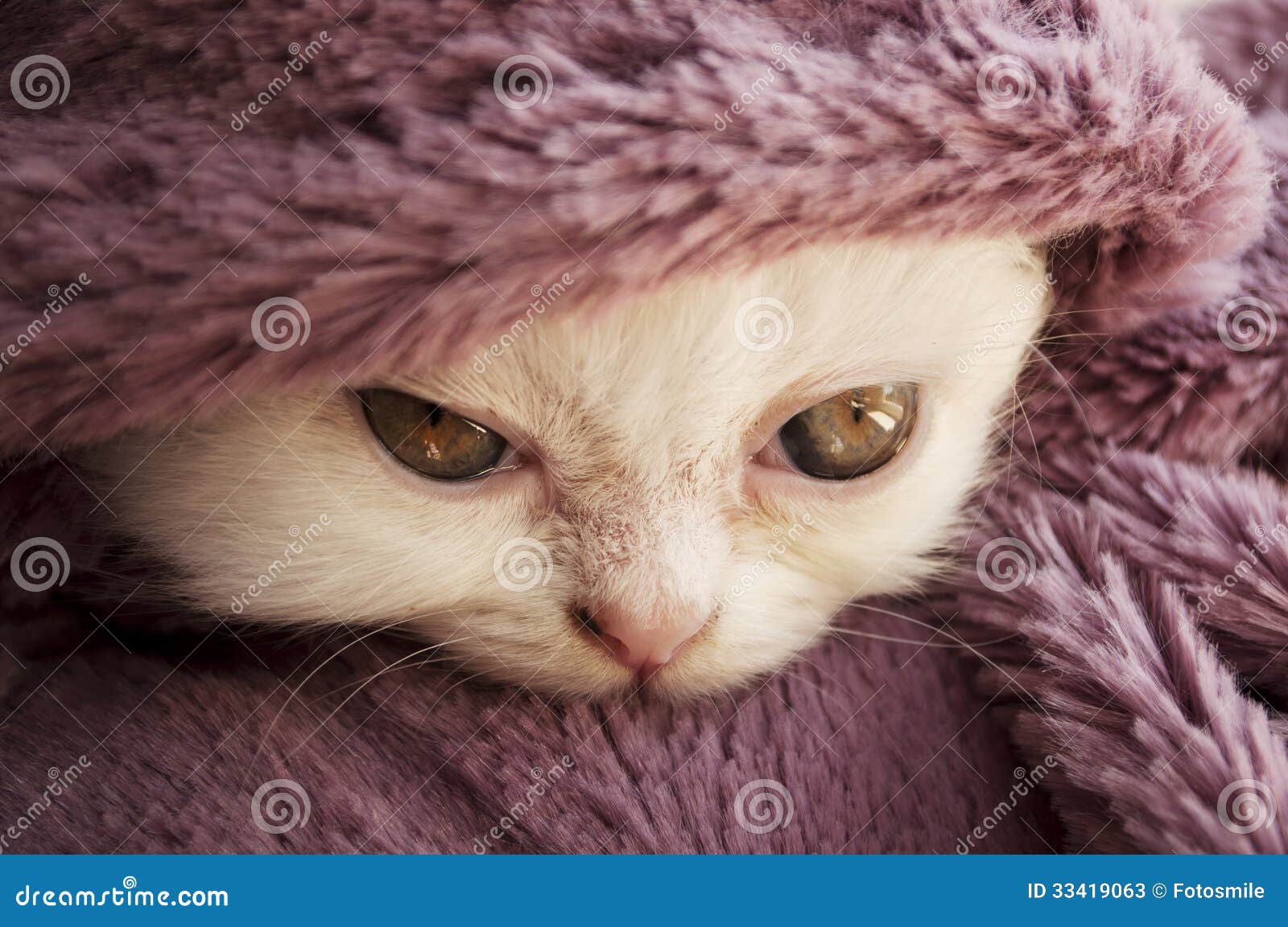 Gatito malo imagen de archivo. Imagen de blanco, divertido - 33419063