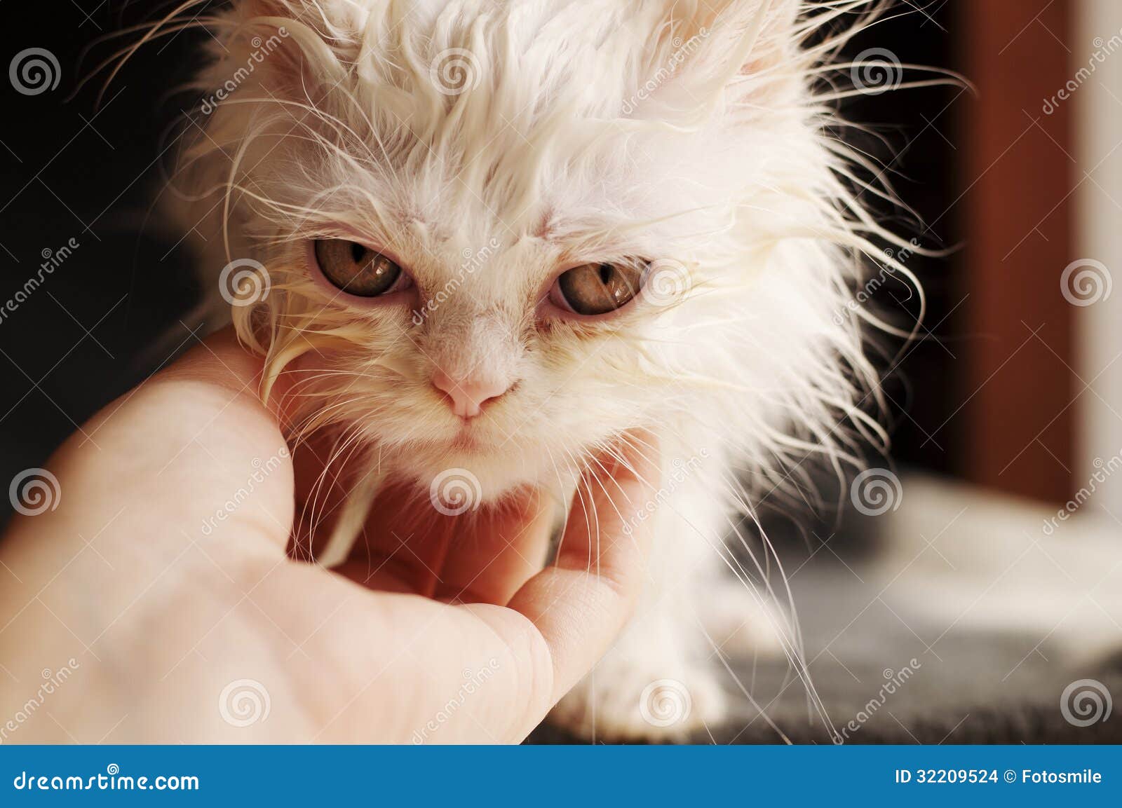 Gatito mojado foto de archivo. Imagen de purebred, humor - 32209524
