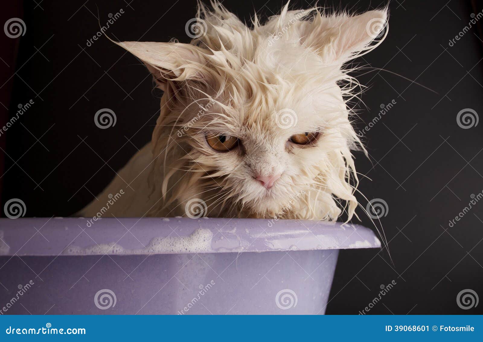 Gatito mojado imagen de archivo. Imagen de blanco, adorable - 39068601