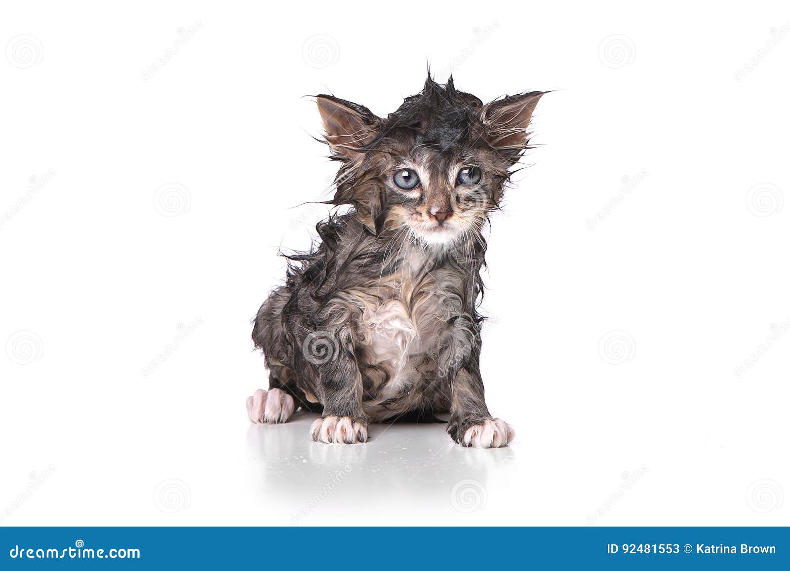 Gatito Mojado Del Goteo En Blanco Imagen de archivo - Imagen de animal ...