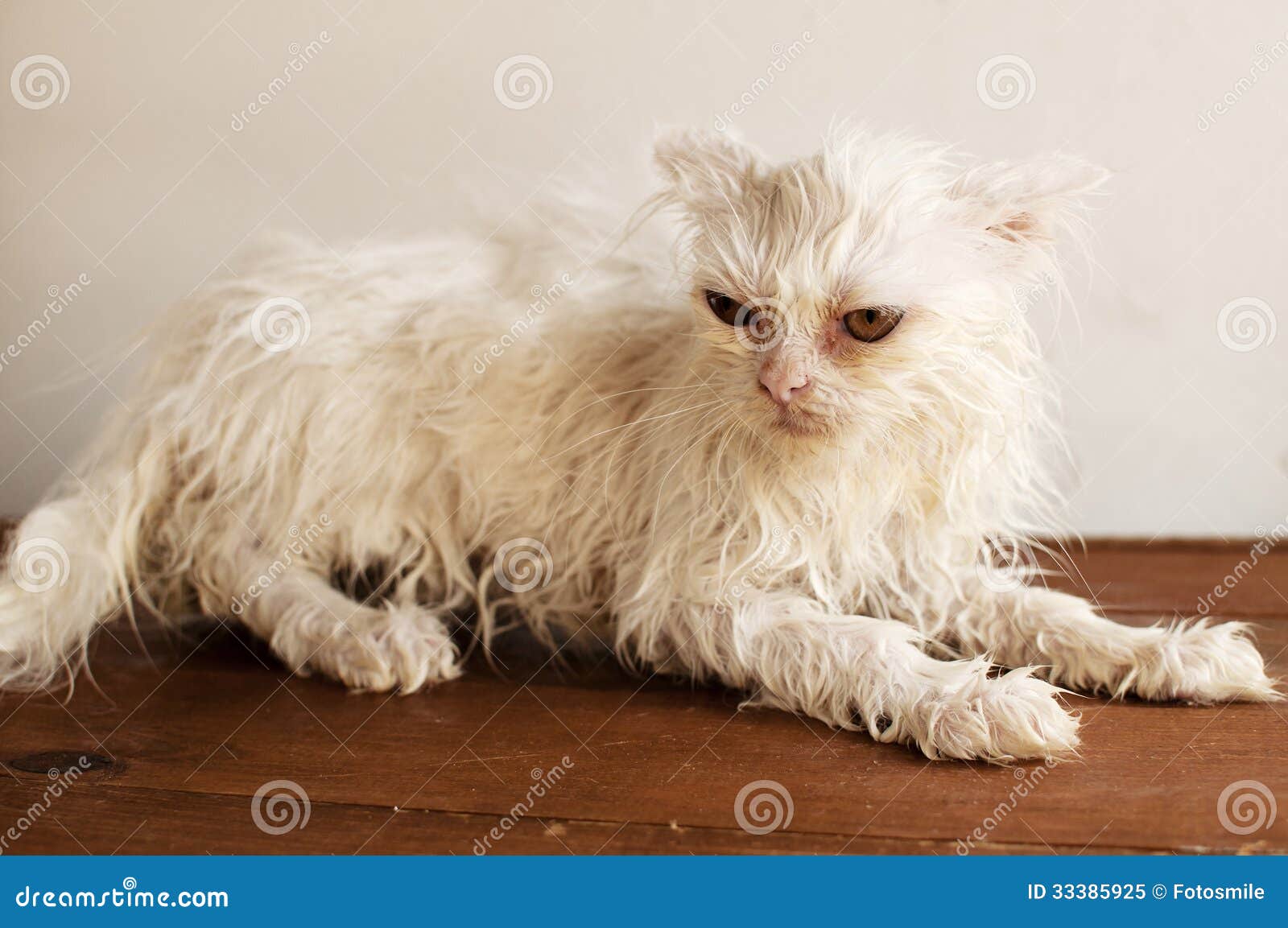 Gatito mojado feo imagen de archivo. Imagen de purebred - 33385925