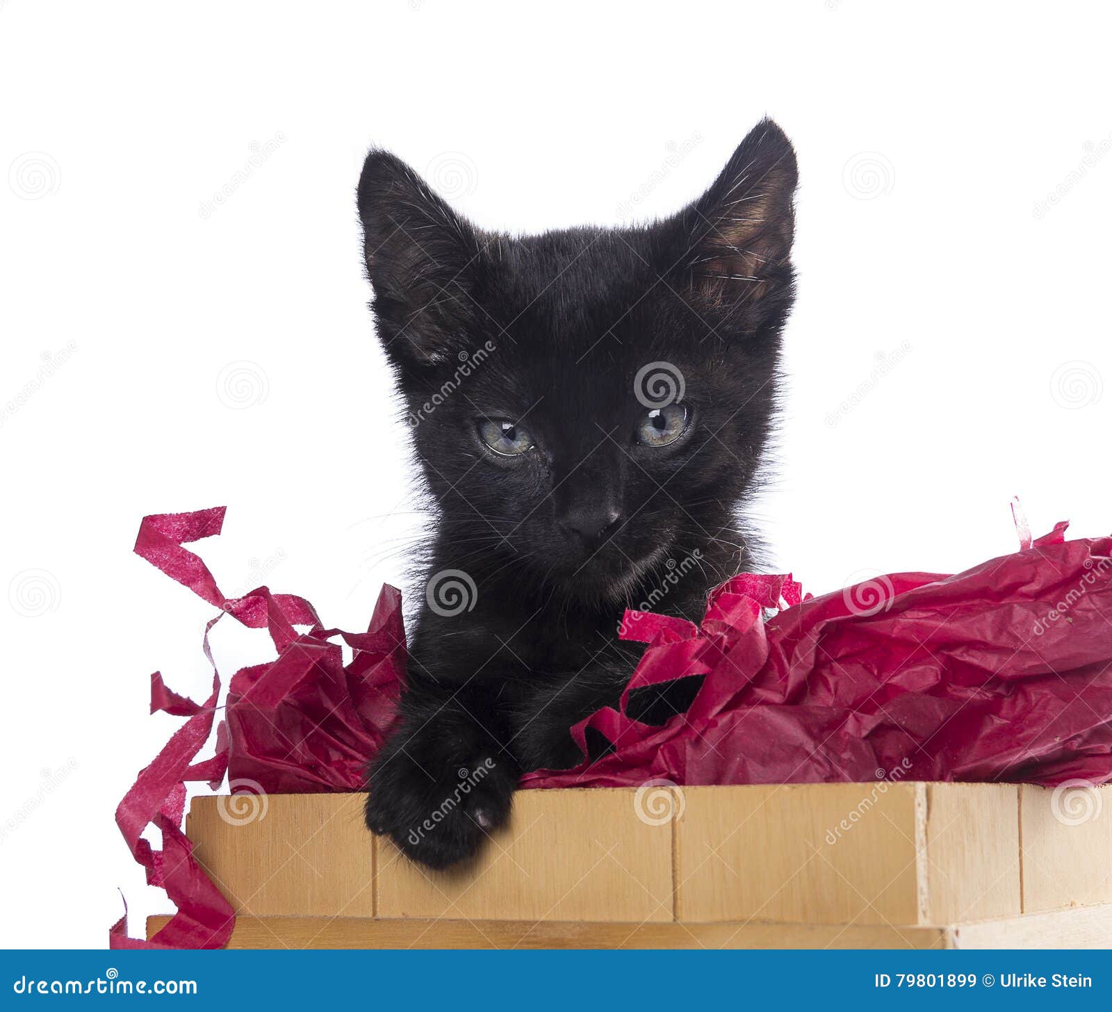 Gatito negro atento imagen de archivo. Imagen de amigo - 79801899