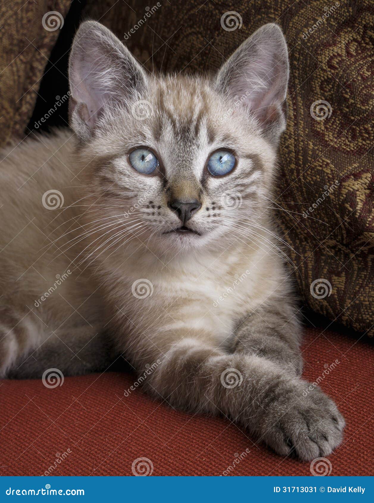 Gatito observado azul imagen de archivo. Imagen de lindo - 31713031