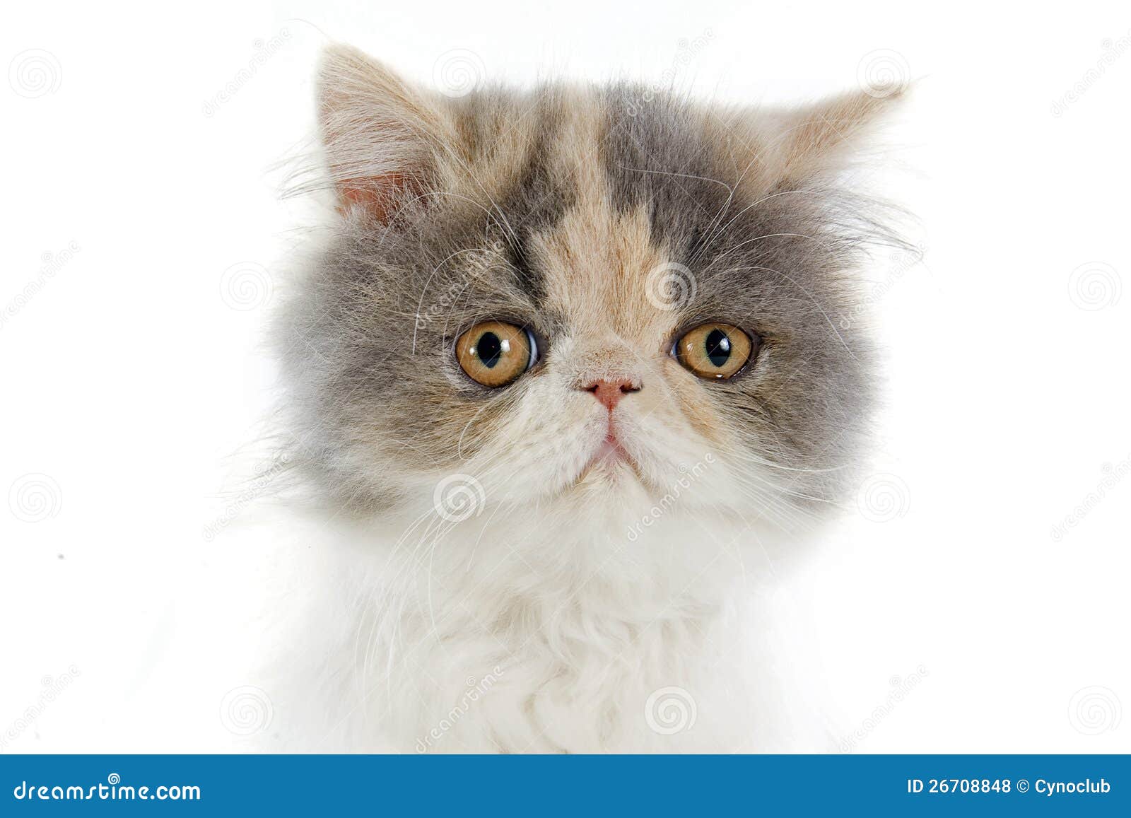 Gatito persa foto de archivo. Imagen de retrato, mullido - 26708848
