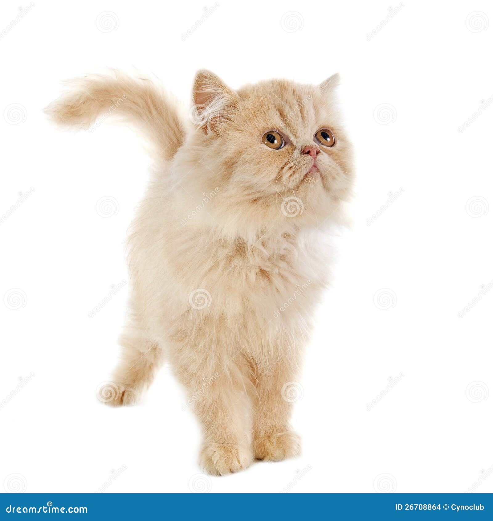 Gatito persa foto de archivo. Imagen de mascota, animal - 26708864