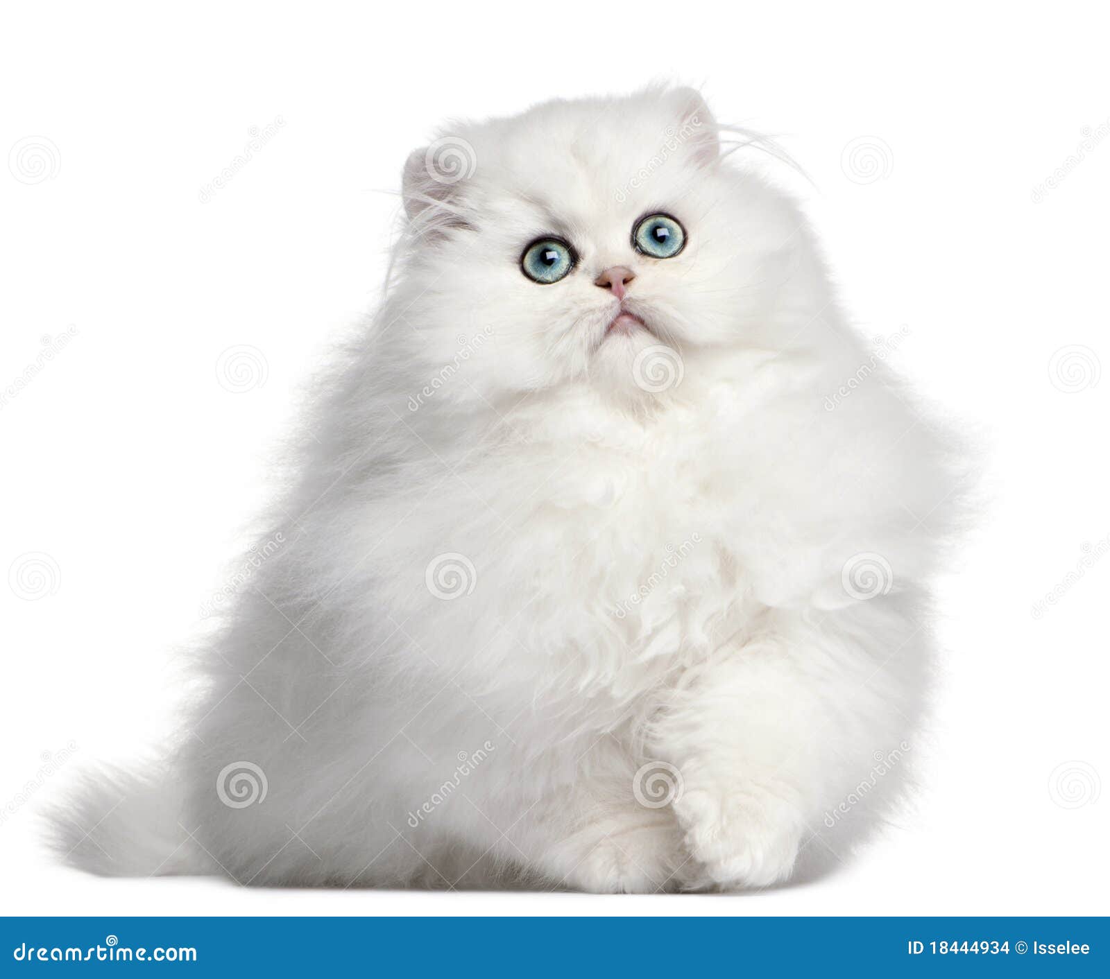 Gatito persa, 4 meses foto de archivo. Imagen de piel - 18444934