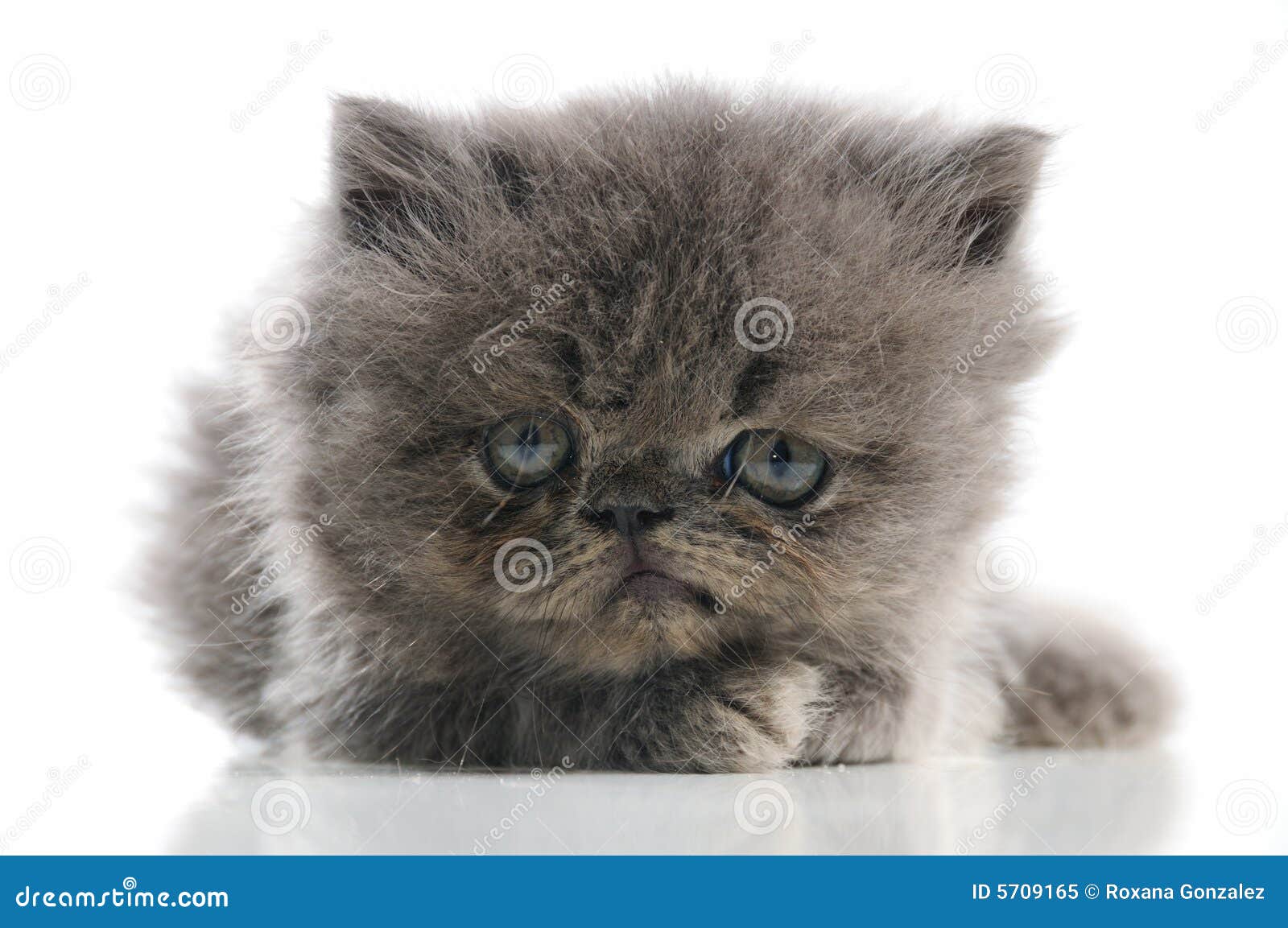 Gatito persa imagen de archivo. Imagen de borroso, peludo - 5709165