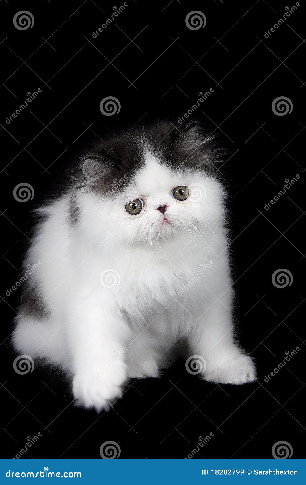 Gatito Persa Blanco Y Negro Imagen de archivo - Imagen de felino ...