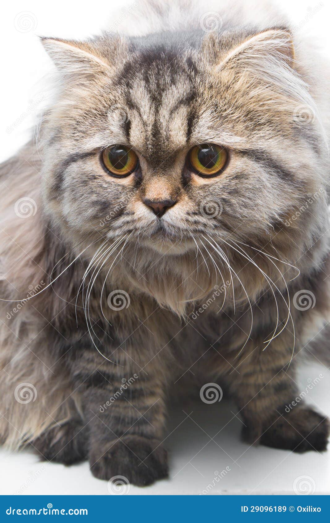 Gatito Persa Gris Que Se Sienta En Blanco Imagen de archivo - Imagen de ...