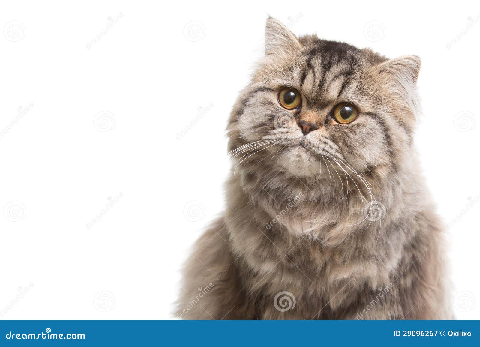 Gatito Persa Gris Que Se Sienta En Blanco Blanco Aislado Imagen de ...