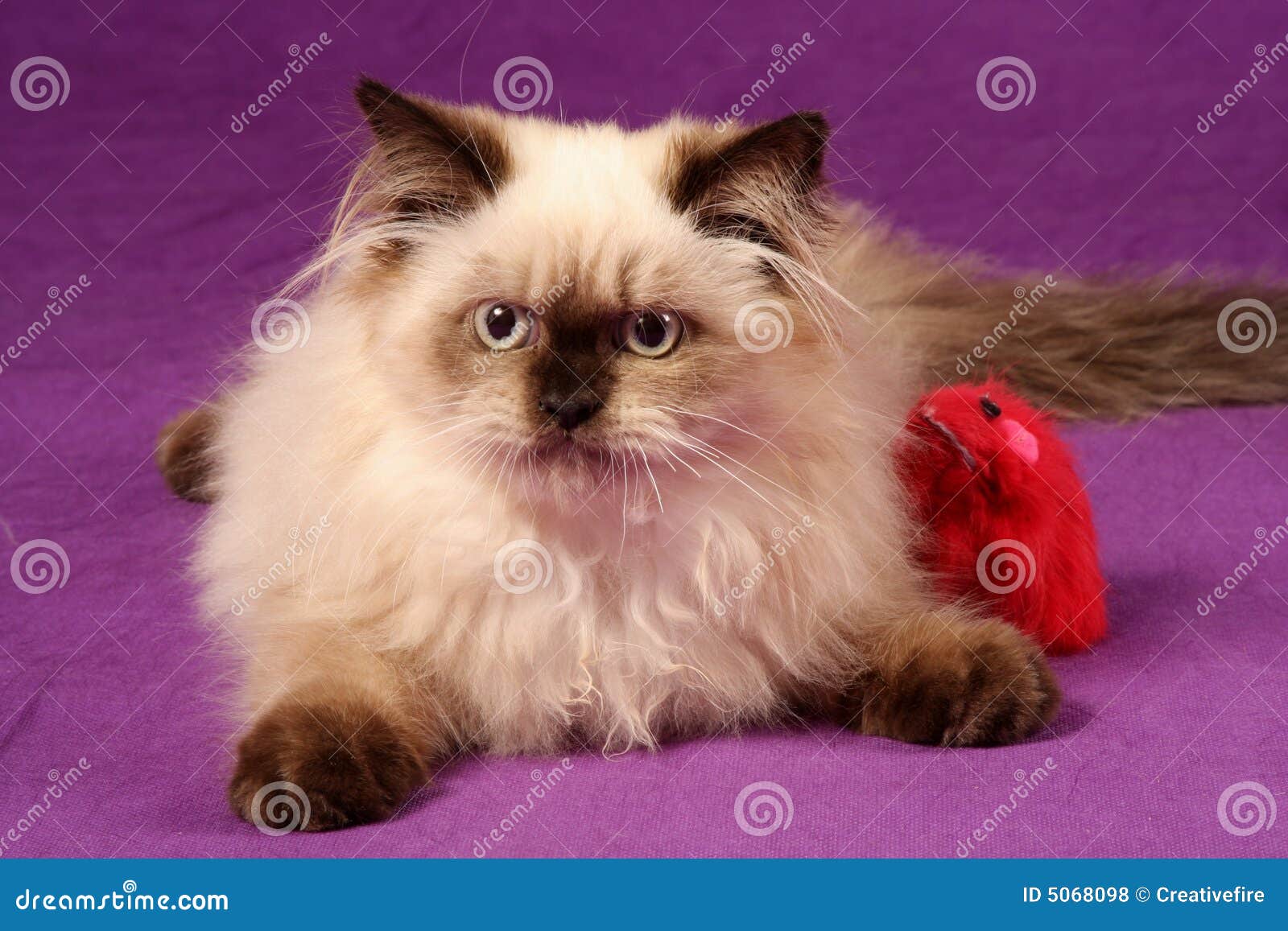 Gatito persa Himalayan foto de archivo. Imagen de piel - 5068098