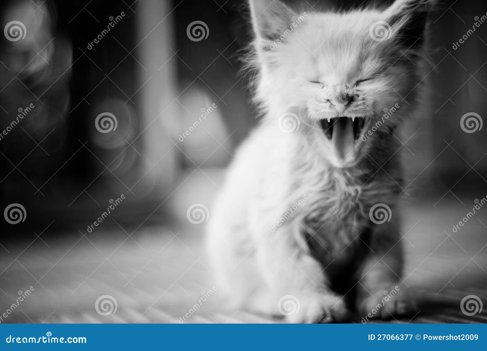 Gatito pobre imagen de archivo. Imagen de gato, humilde - 27066377