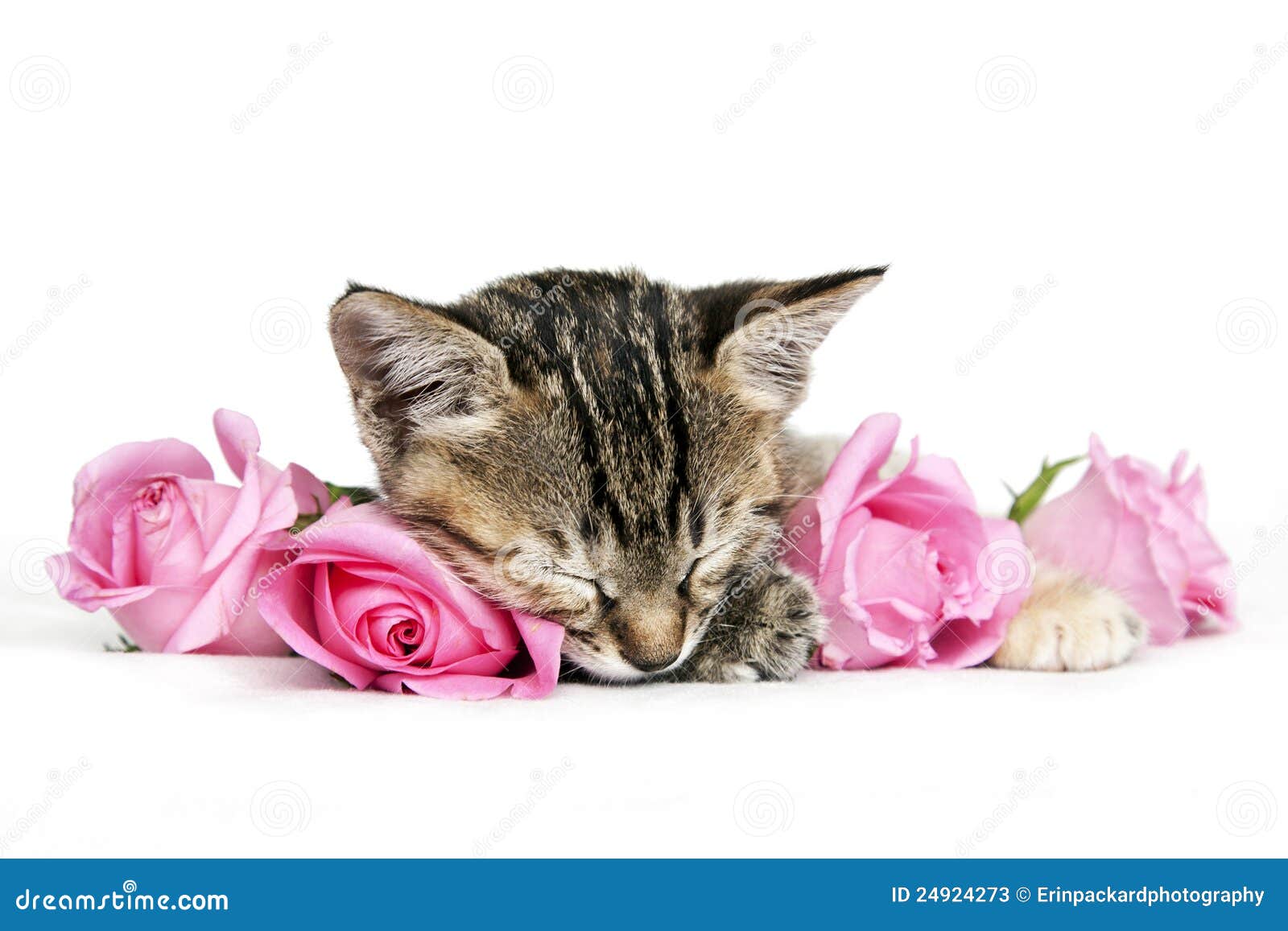 Gatito Que Duerme Entre Rosas Rosadas Imagen de archivo - Imagen de ...