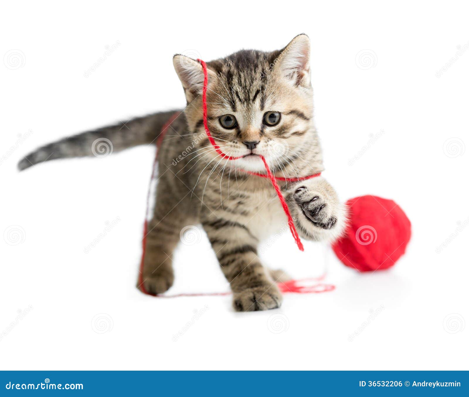 Gatito Que Juega El Ovillo Rojo Aislado Foto de archivo - Imagen de ...