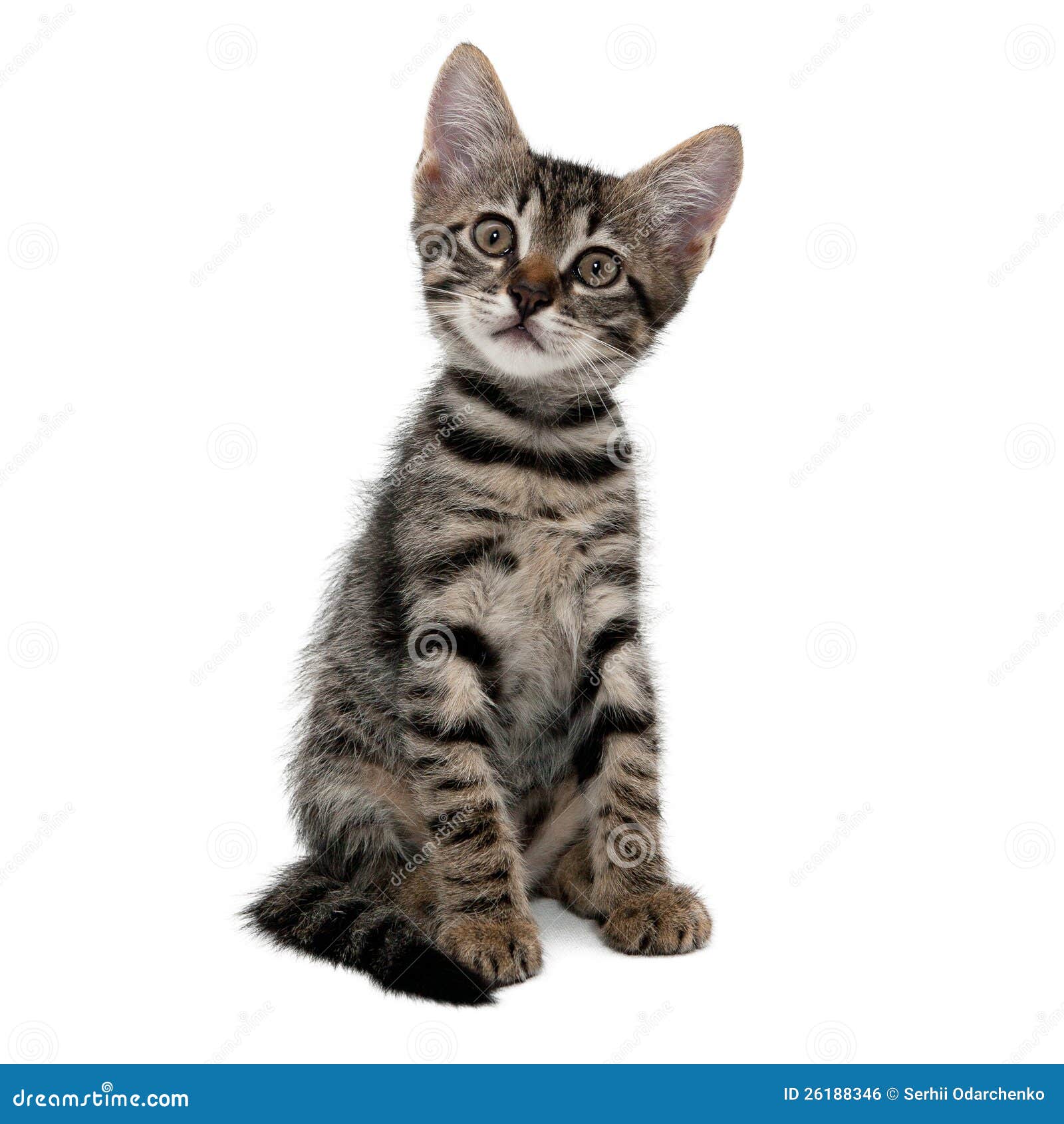 Gatito Rayado Gris Con Una Mueca Sorprendida Foto de archivo - Imagen ...