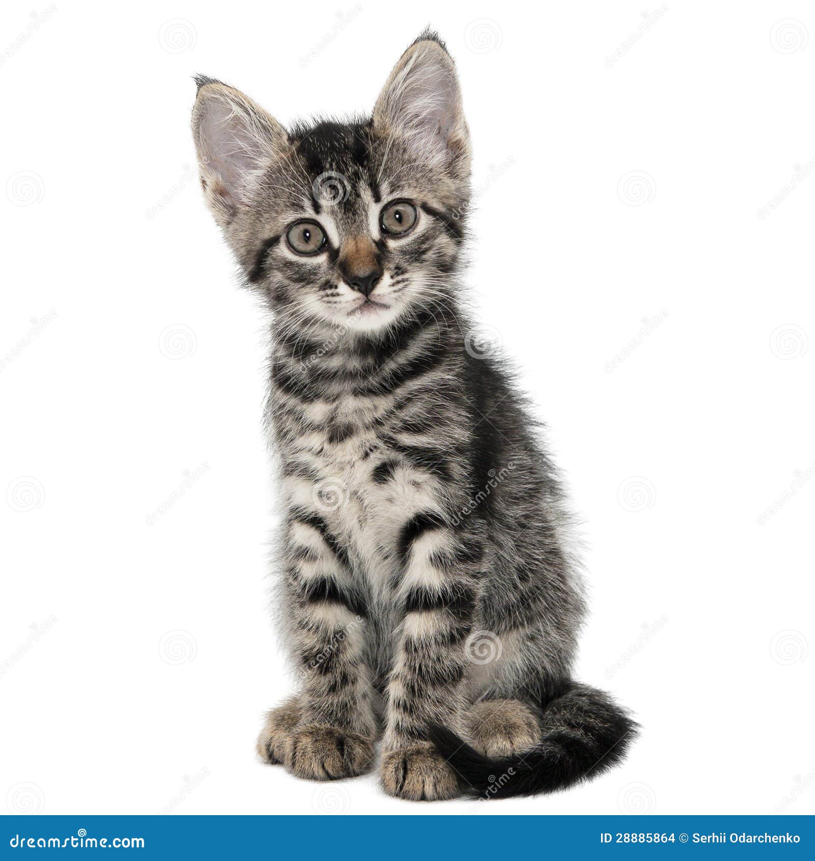 Gatito Rayado Gris Con Una Mueca Sorprendida Imagenes de archivo ...