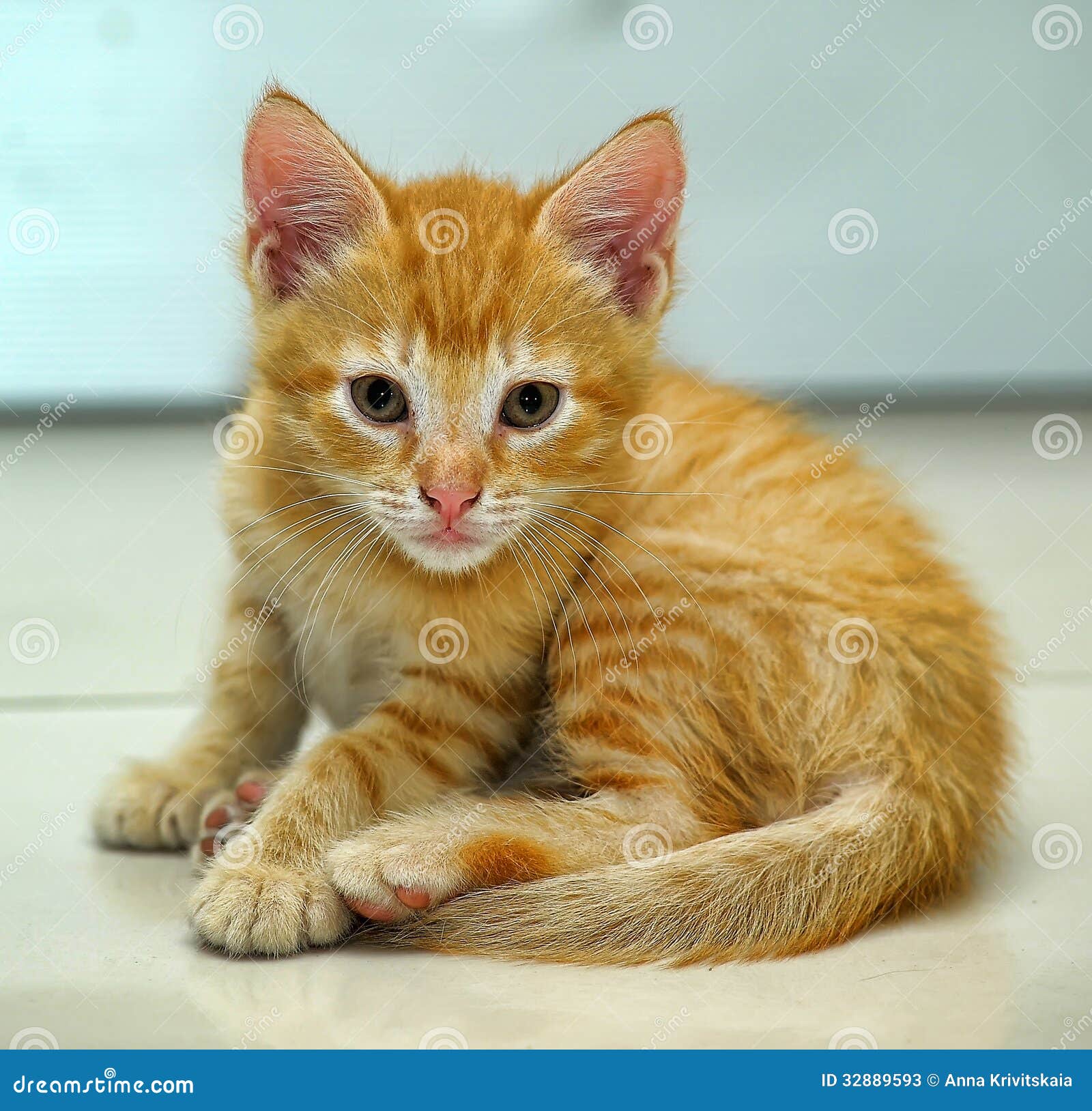 Gatito Rojo Del Gato Atigrado Imagen de archivo - Imagen de retrato ...