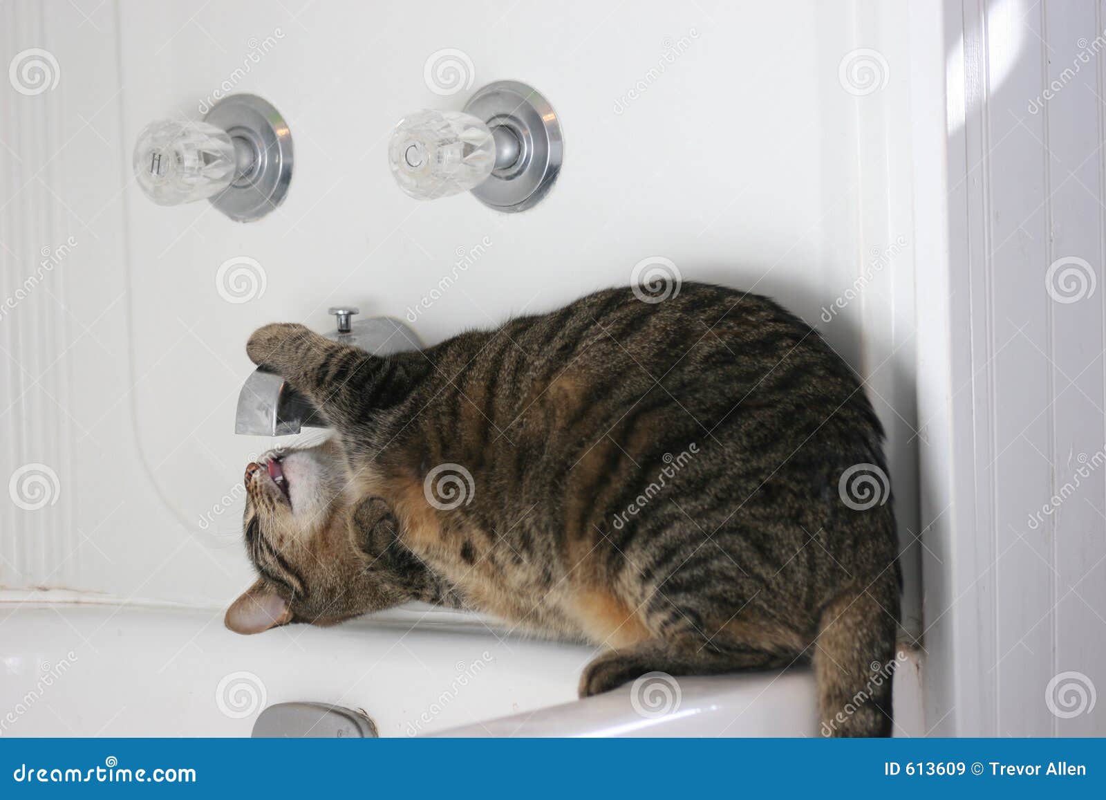 Gatito sediento imagen de archivo. Imagen de goteo, golpecito - 613609