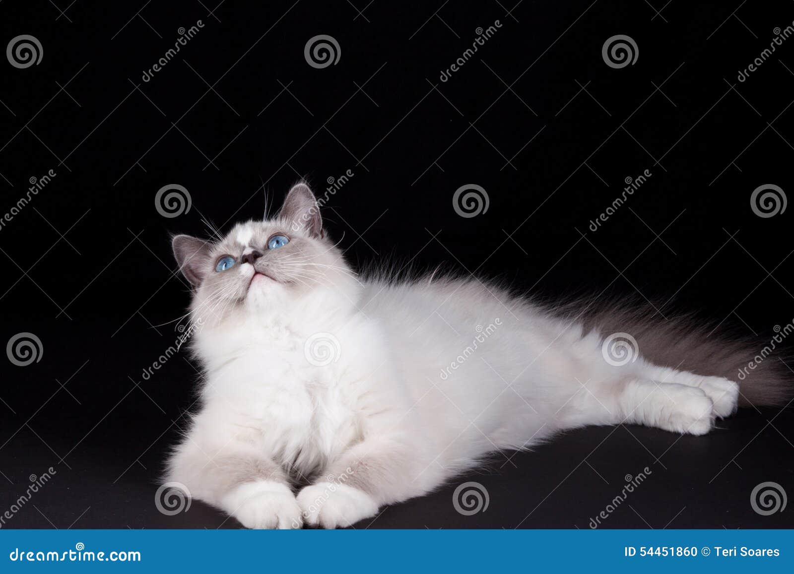 Gatito Sonriente De Ragdoll Foto de archivo - Imagen de gato, gatito ...