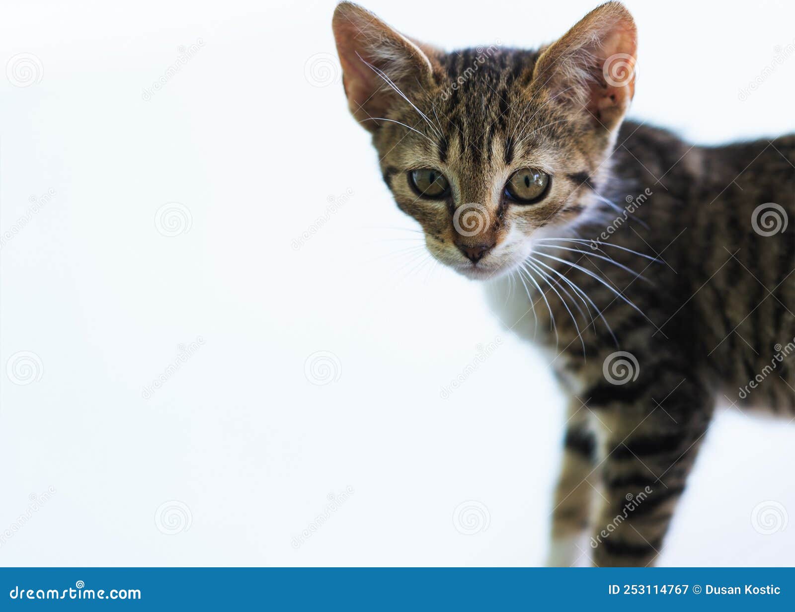 Gatito Verde Sobre Fondo Blanco Imagen de archivo - Imagen de pelo ...
