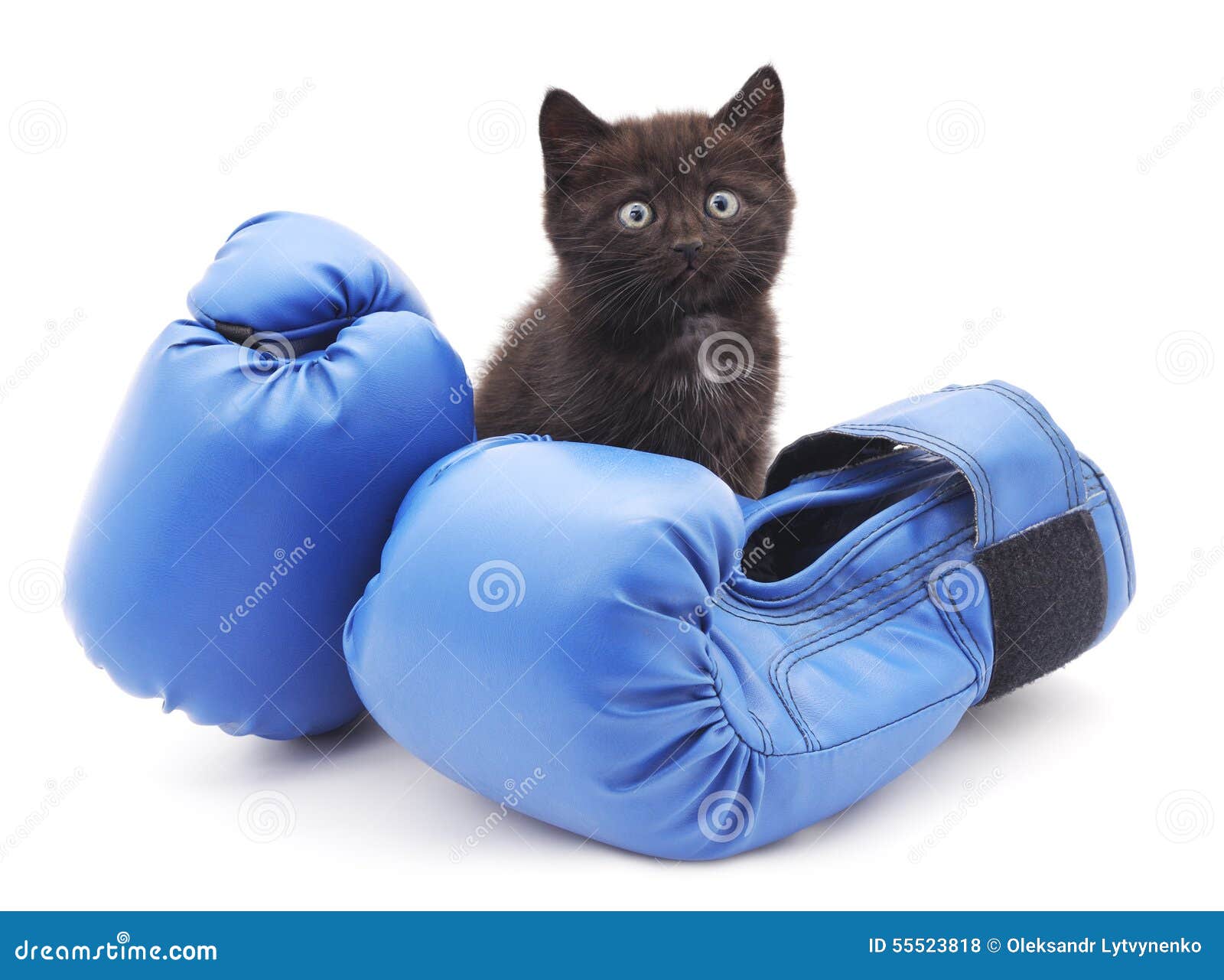 Gatito y boxeo foto de archivo. Imagen de potencia, combate - 55523818