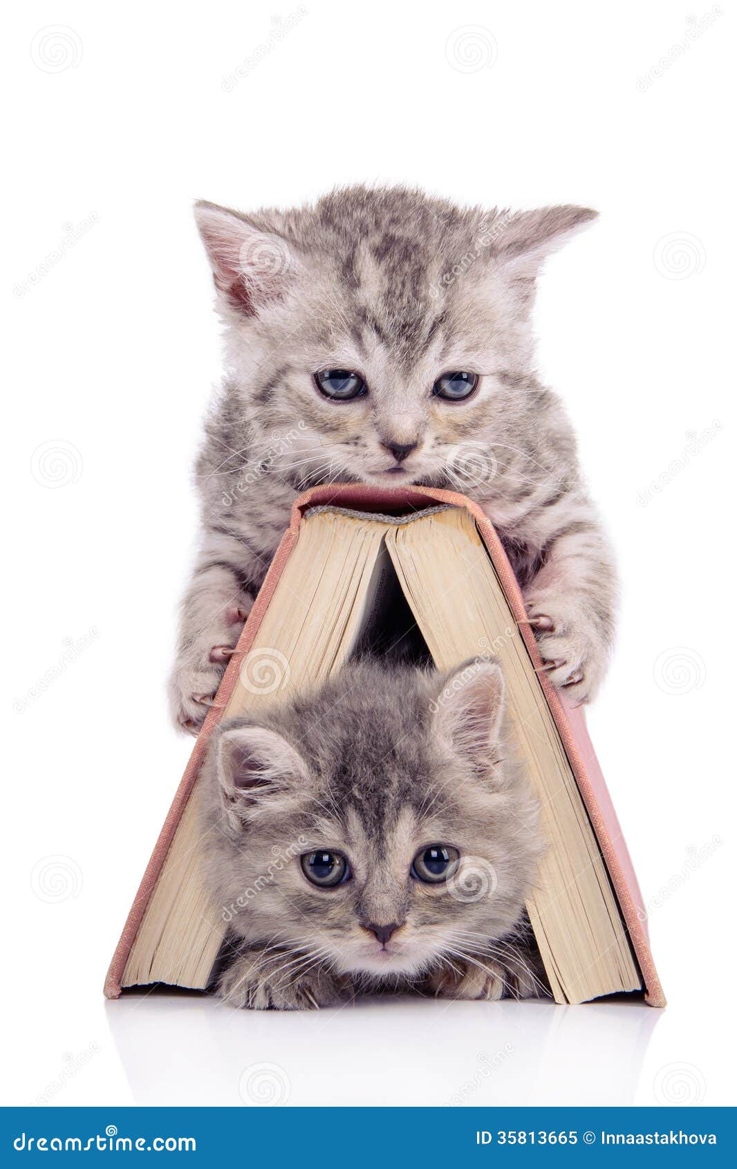 Gatitos con el libro imagen de archivo. Imagen de libro - 35813665