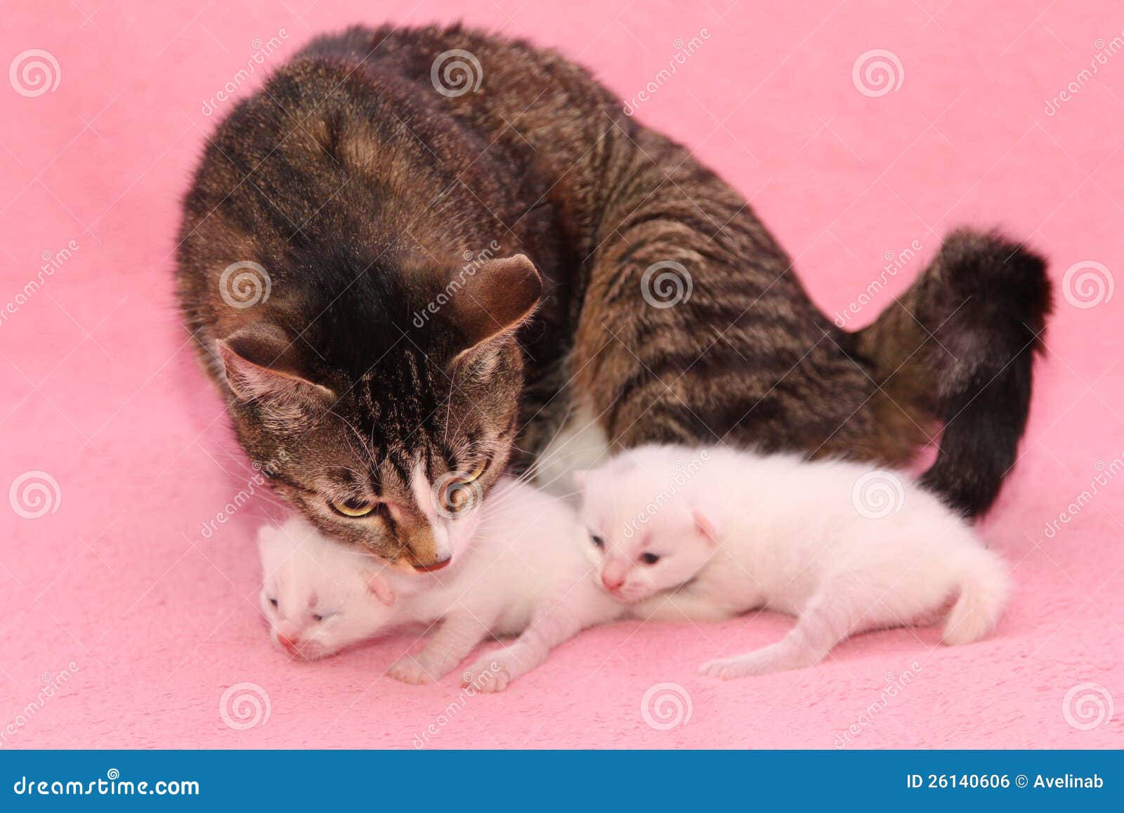 Gatitos con la mama foto de archivo. Imagen de afecto - 26140606