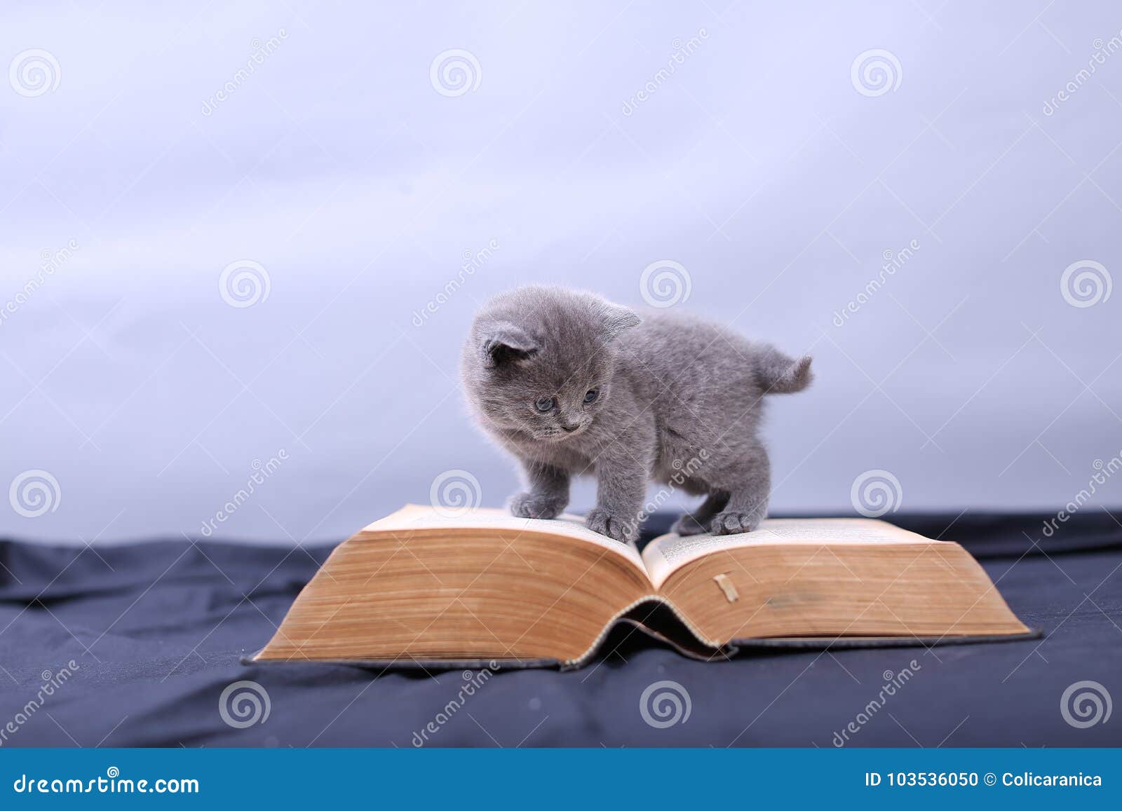 Gatitos Lindos Que Juegan Con Los Libros Foto de archivo - Imagen de ...