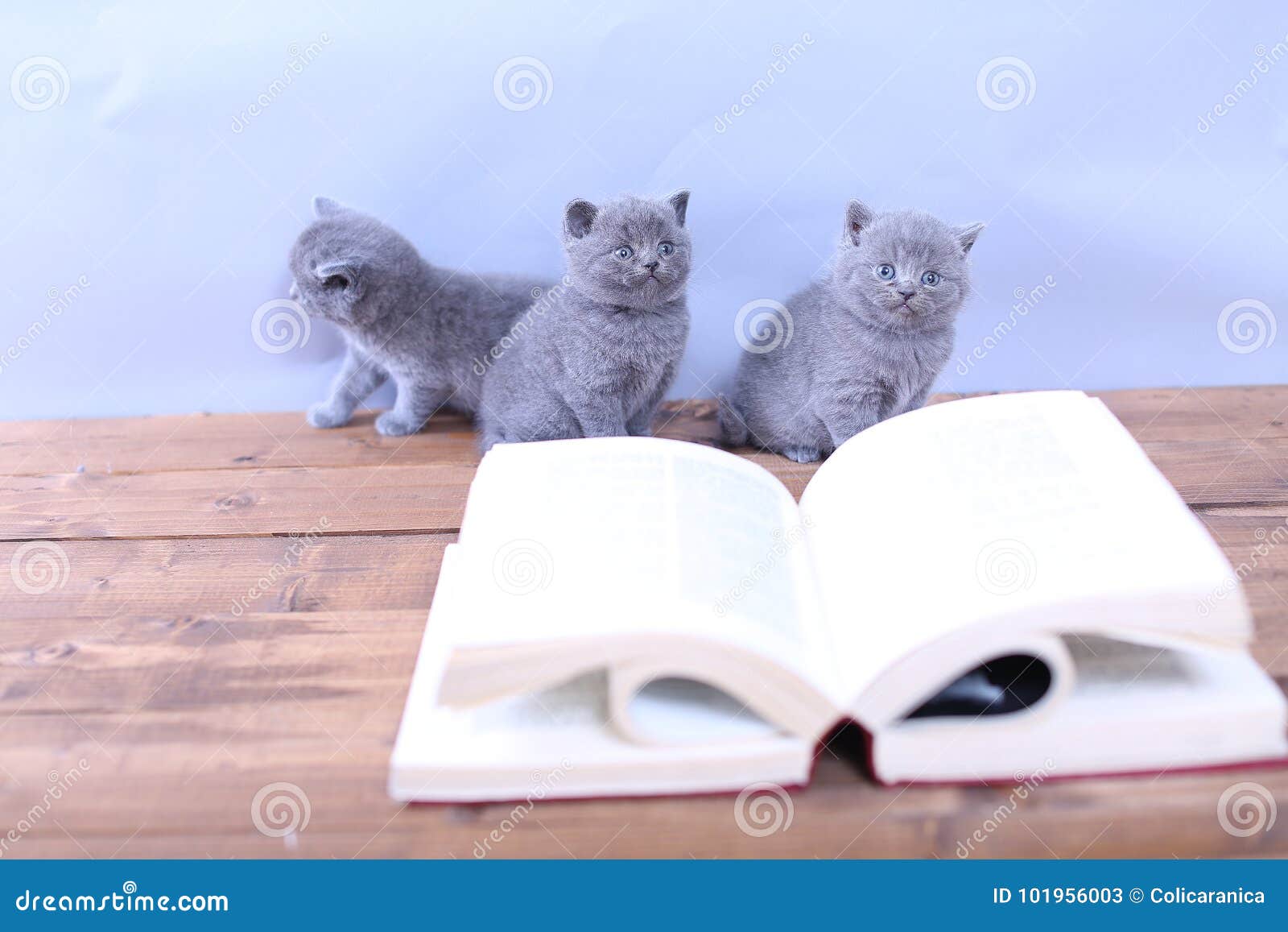 Gatitos Lindos Que Juegan Con Un Libro Imagen de archivo - Imagen de ...