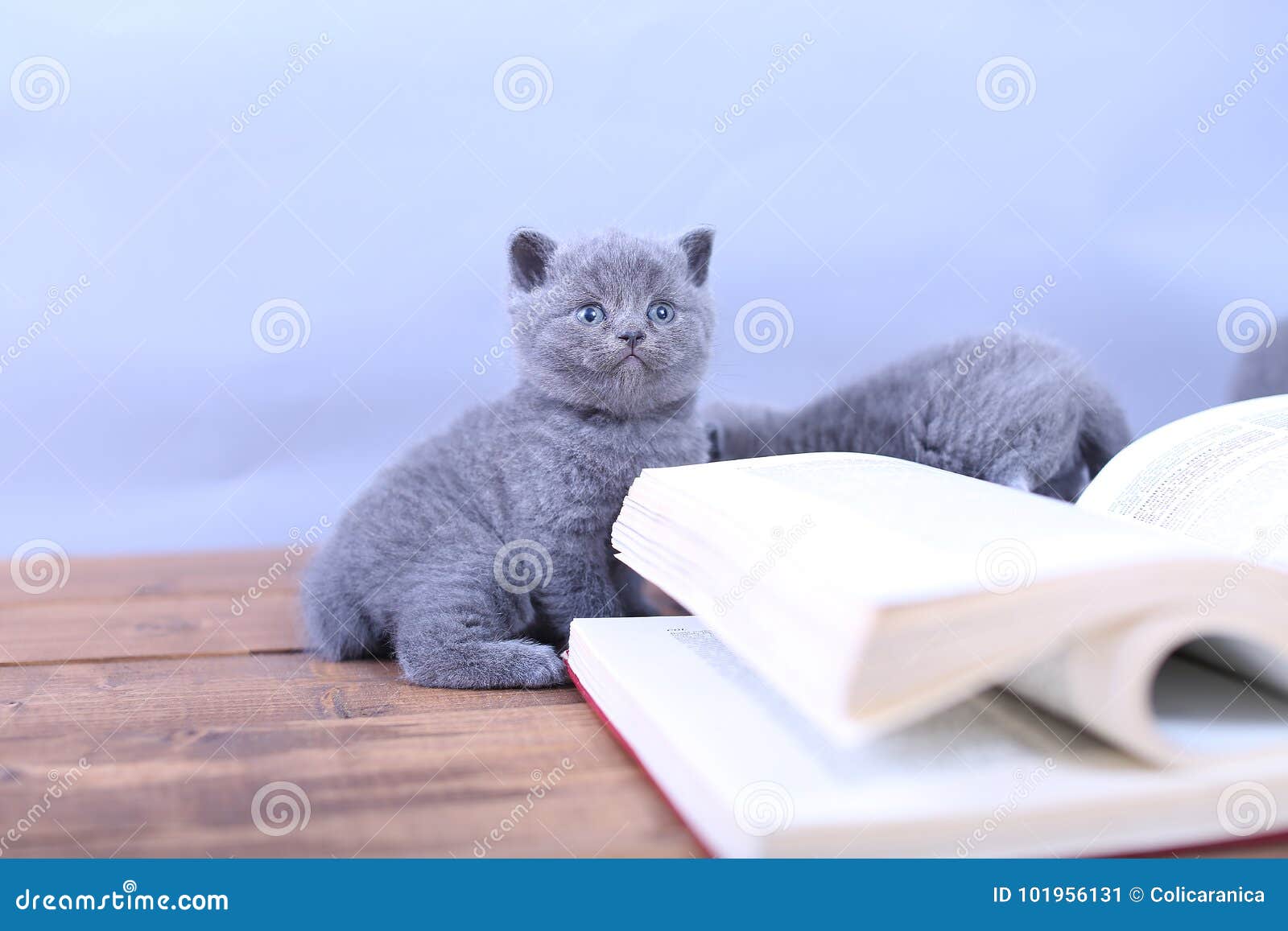 Gatitos Lindos Que Juegan Con Un Libro Imagen de archivo - Imagen de ...