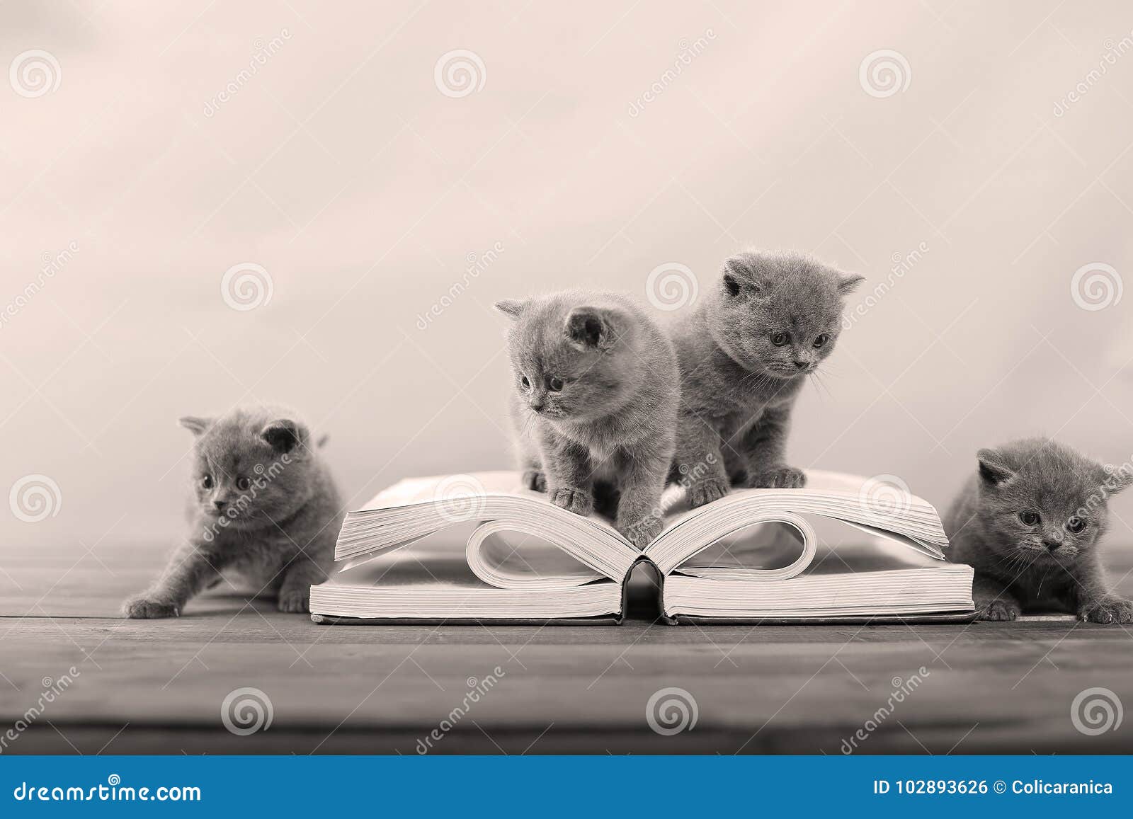 Gatitos Lindos Que Juegan Con Un Libro Foto de archivo - Imagen de ...
