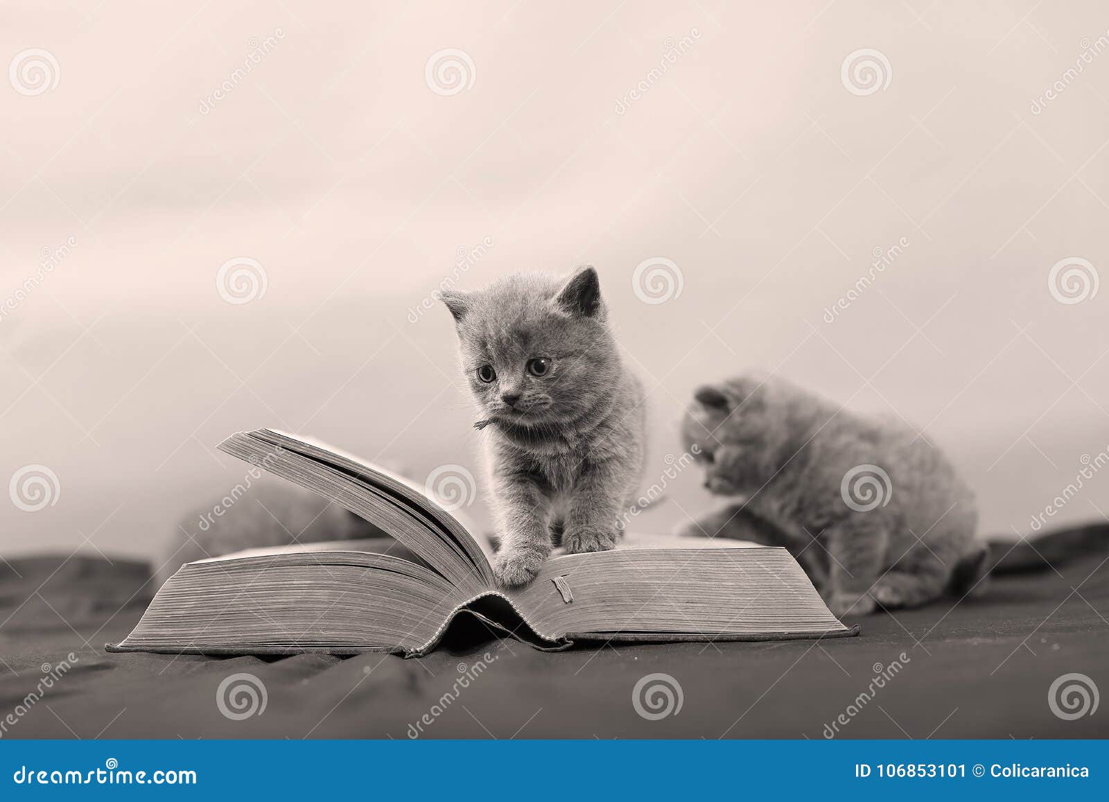Gatitos Lindos Que Leen Un Libro Imagen de archivo - Imagen de mascotas ...