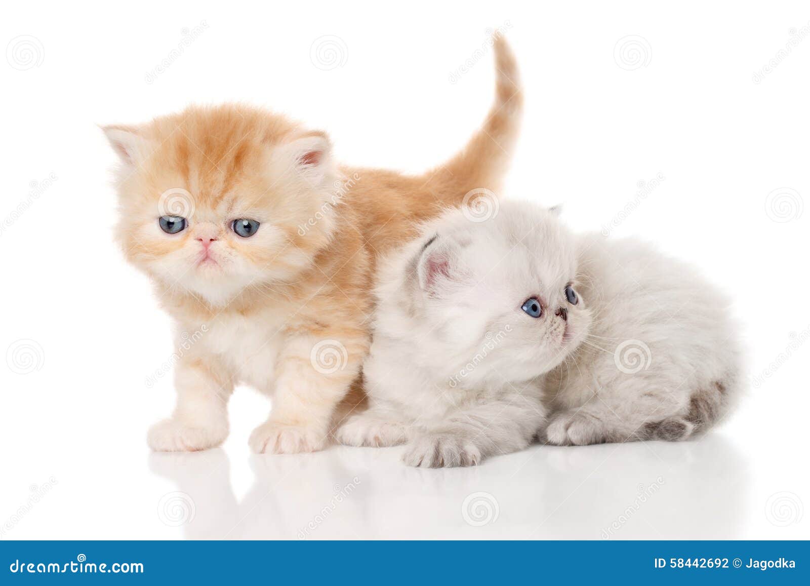 Gatitos persas foto de archivo. Imagen de gato, bebé - 58442692