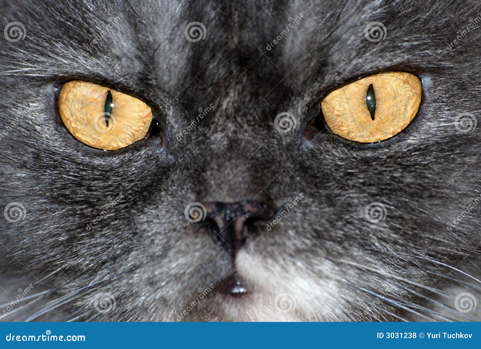 Gato foto de archivo. Imagen de ojos, mullido, mirando - 3031238